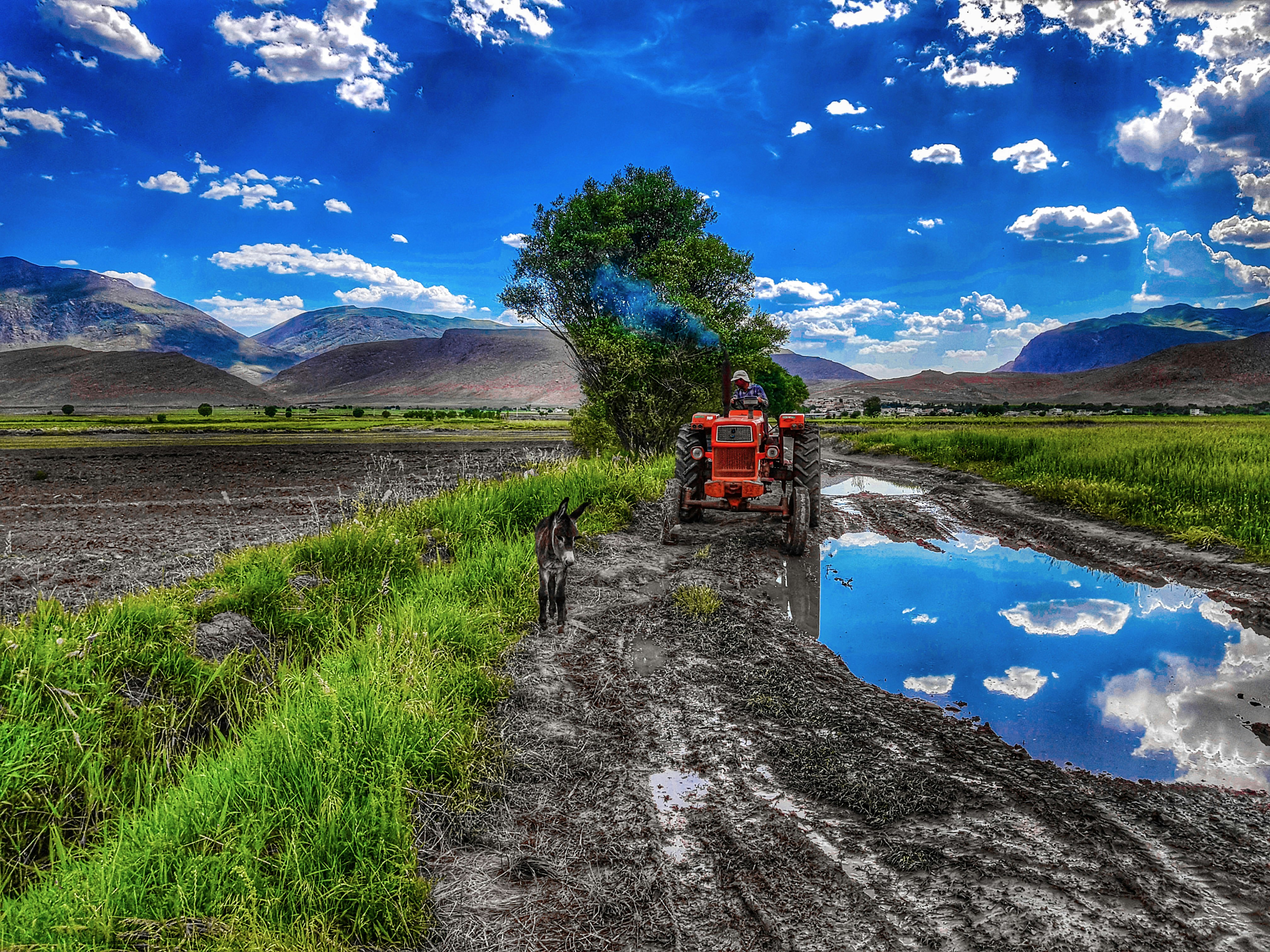 Mud-Lined Path Under a Sky-Reflected Puddle: Red Tractor Portrait