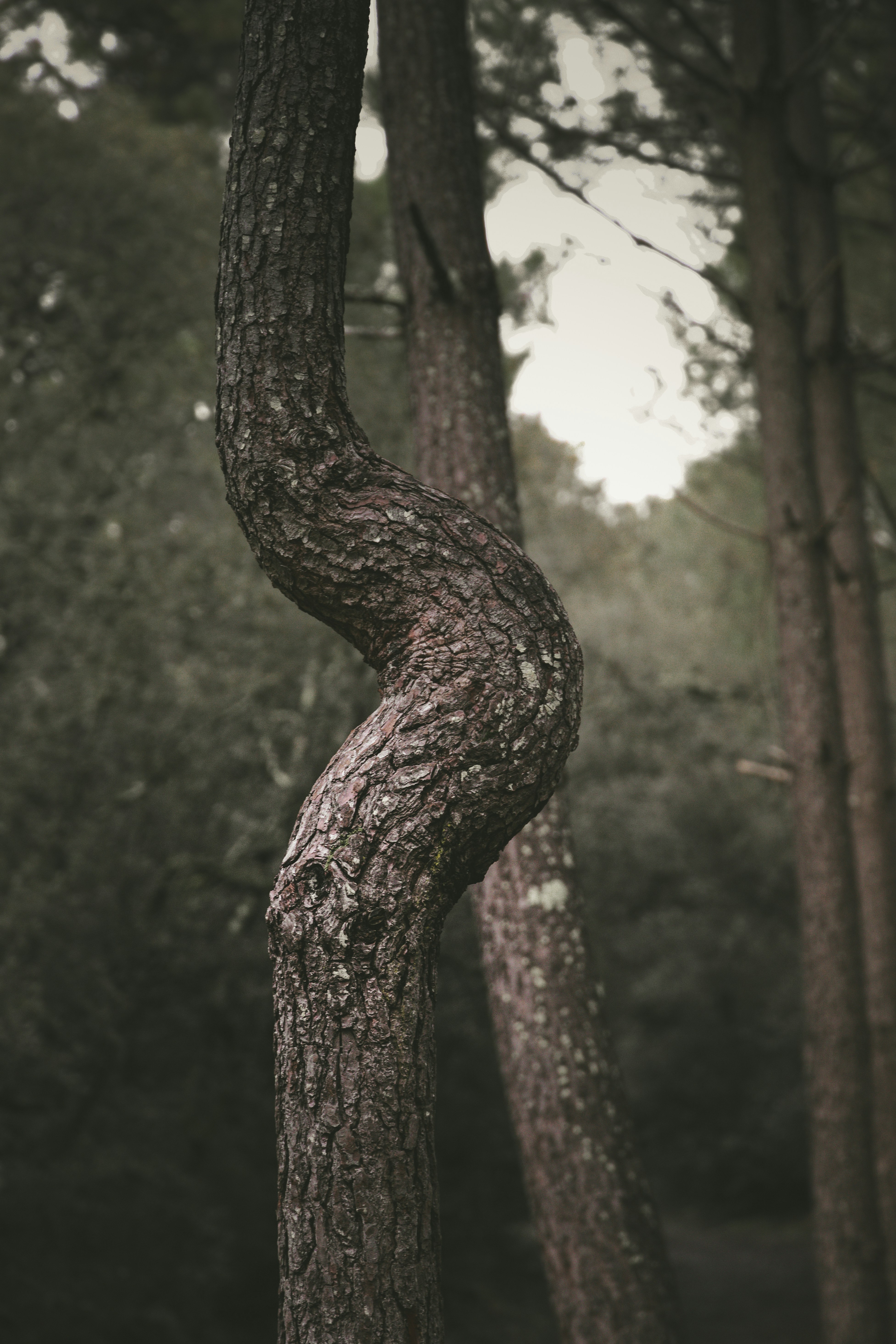 trees on field