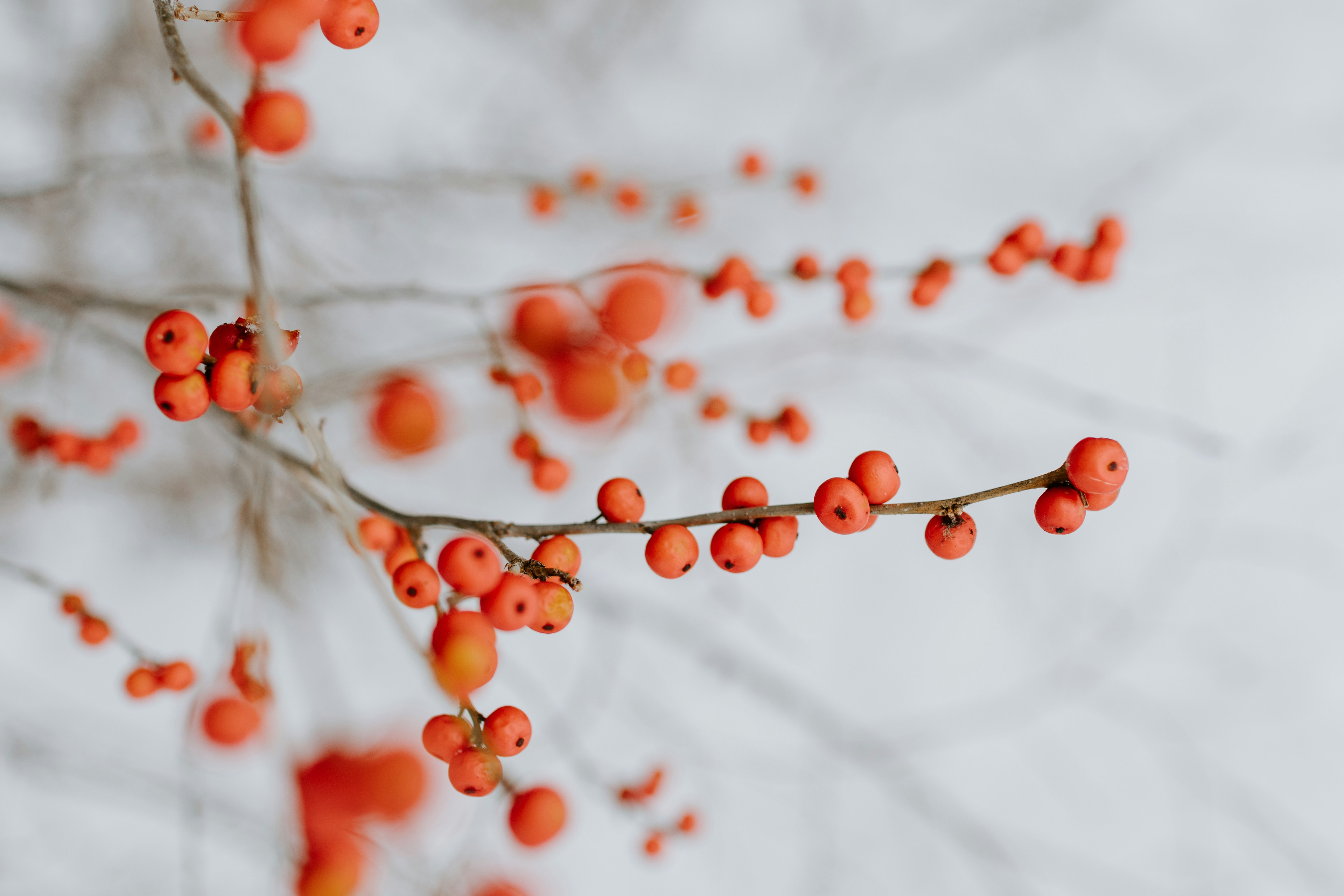 Bright Red Pictures | Download Free Images on Unsplash