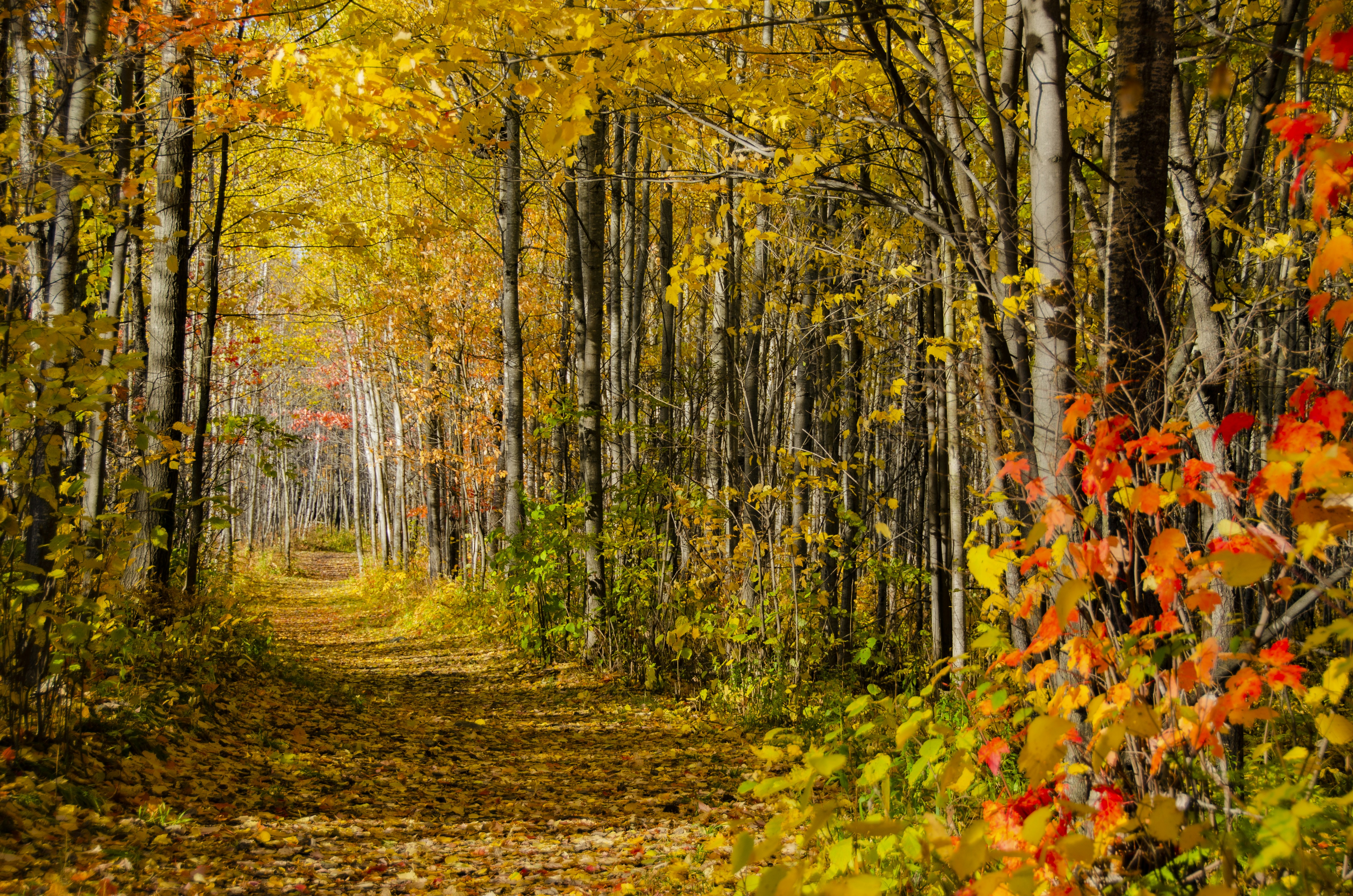 Pathway between inline trees in the forest photo – Free Land Image on ...