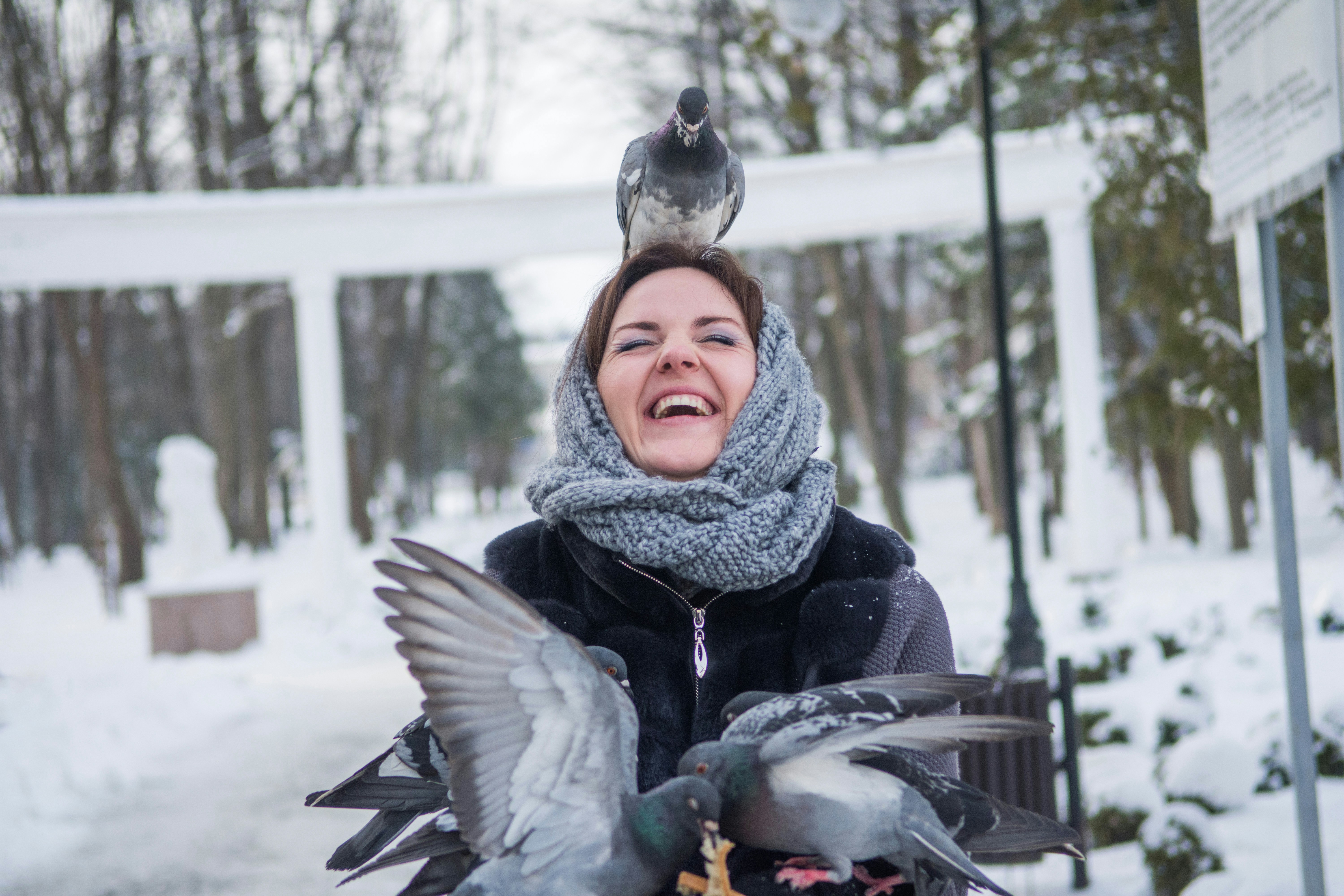 Feathered Crown and Snowy Glee: A Winter Portrait Amid Pigeons