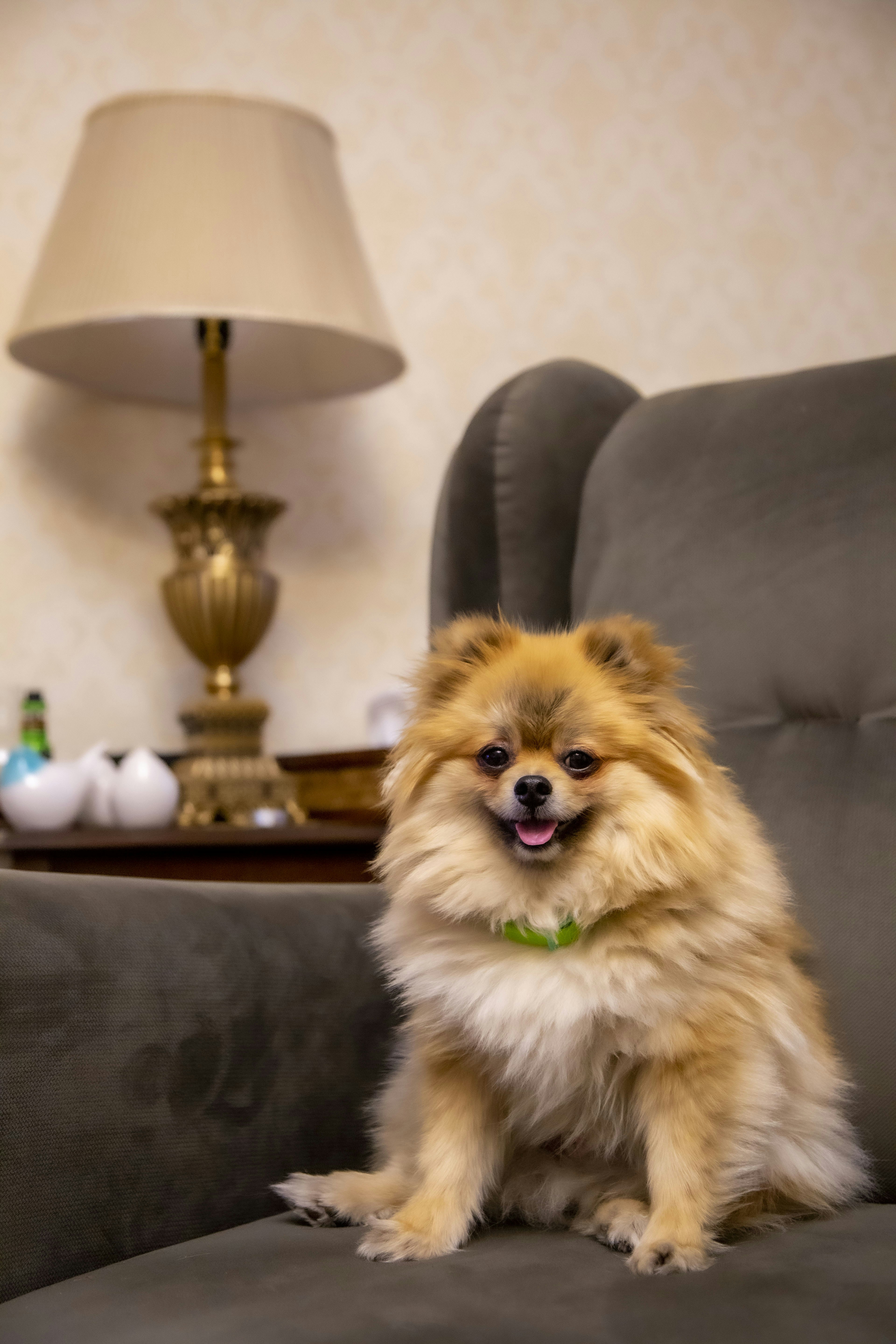 Fluffy Pomeranian sitting on a plush armchair with a warm lamp glowing in the background.
