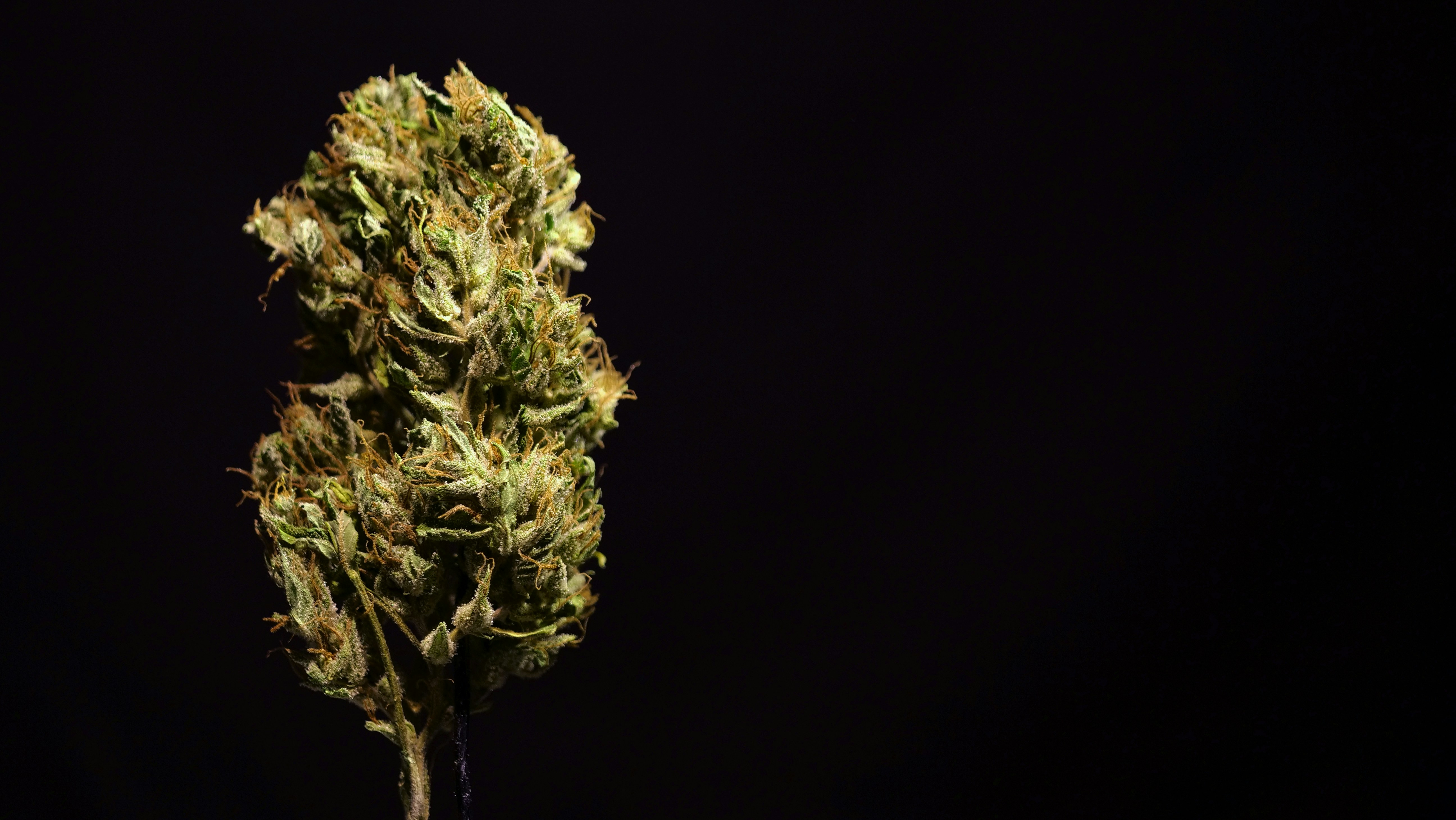 Shadowed Crown: A Close-Up of a Dried Cannabis Bud in Noir Studio Light