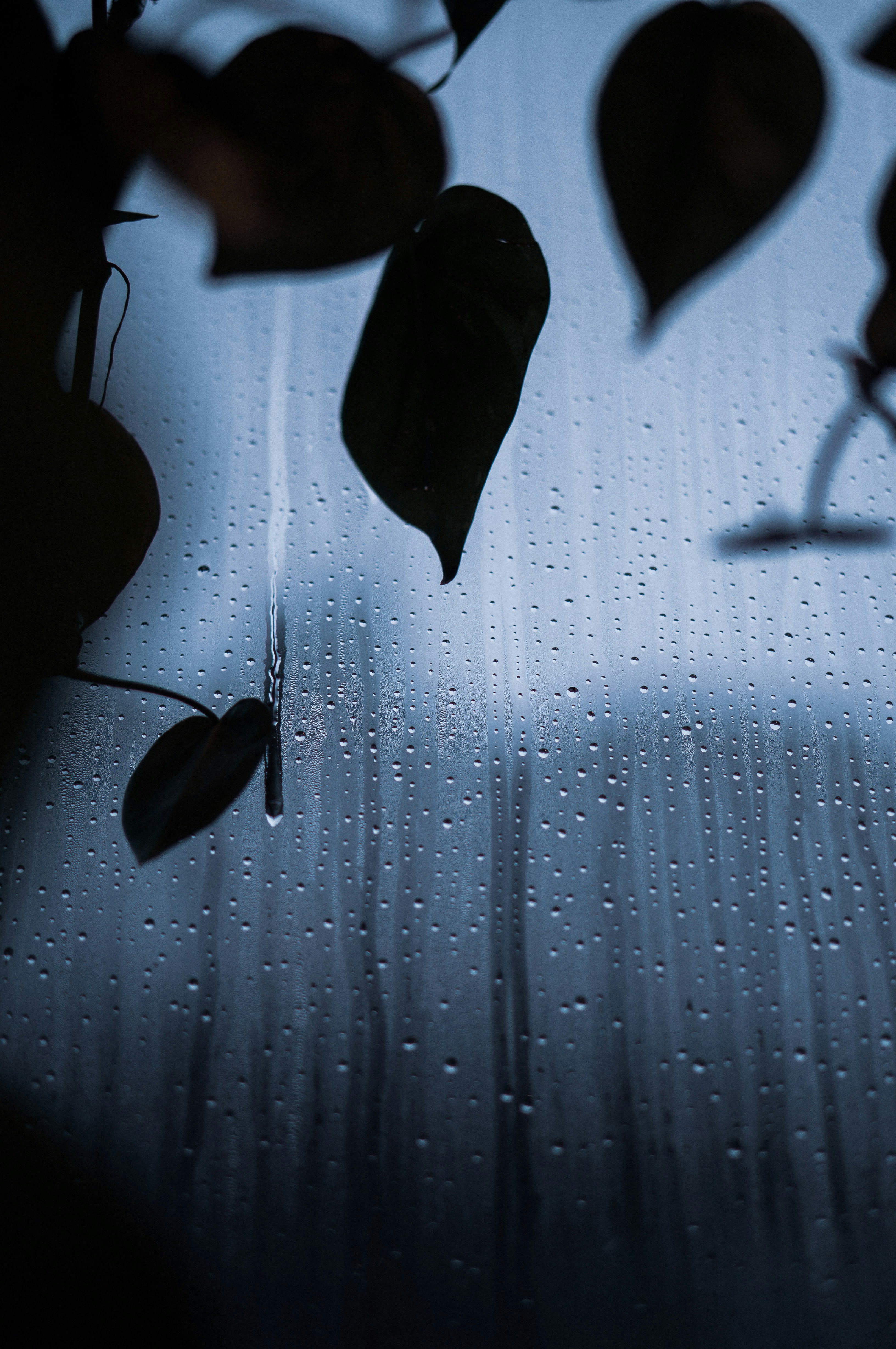 Raindrops cling to a fogged window, framed by dark leaves, creating a moody ambiance. The scene evokes a sense of introspection and tranquility.