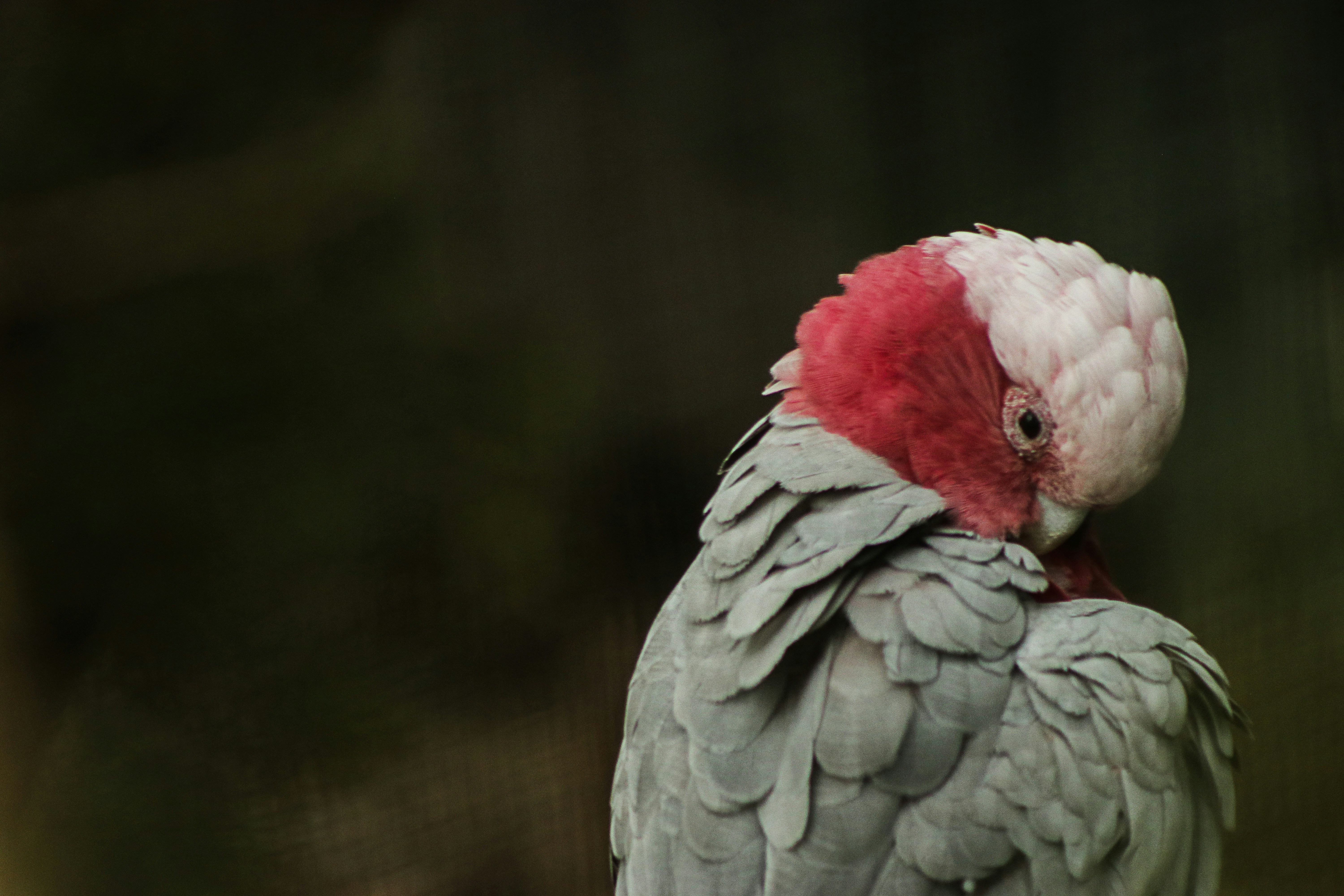 white, red, and gray bird