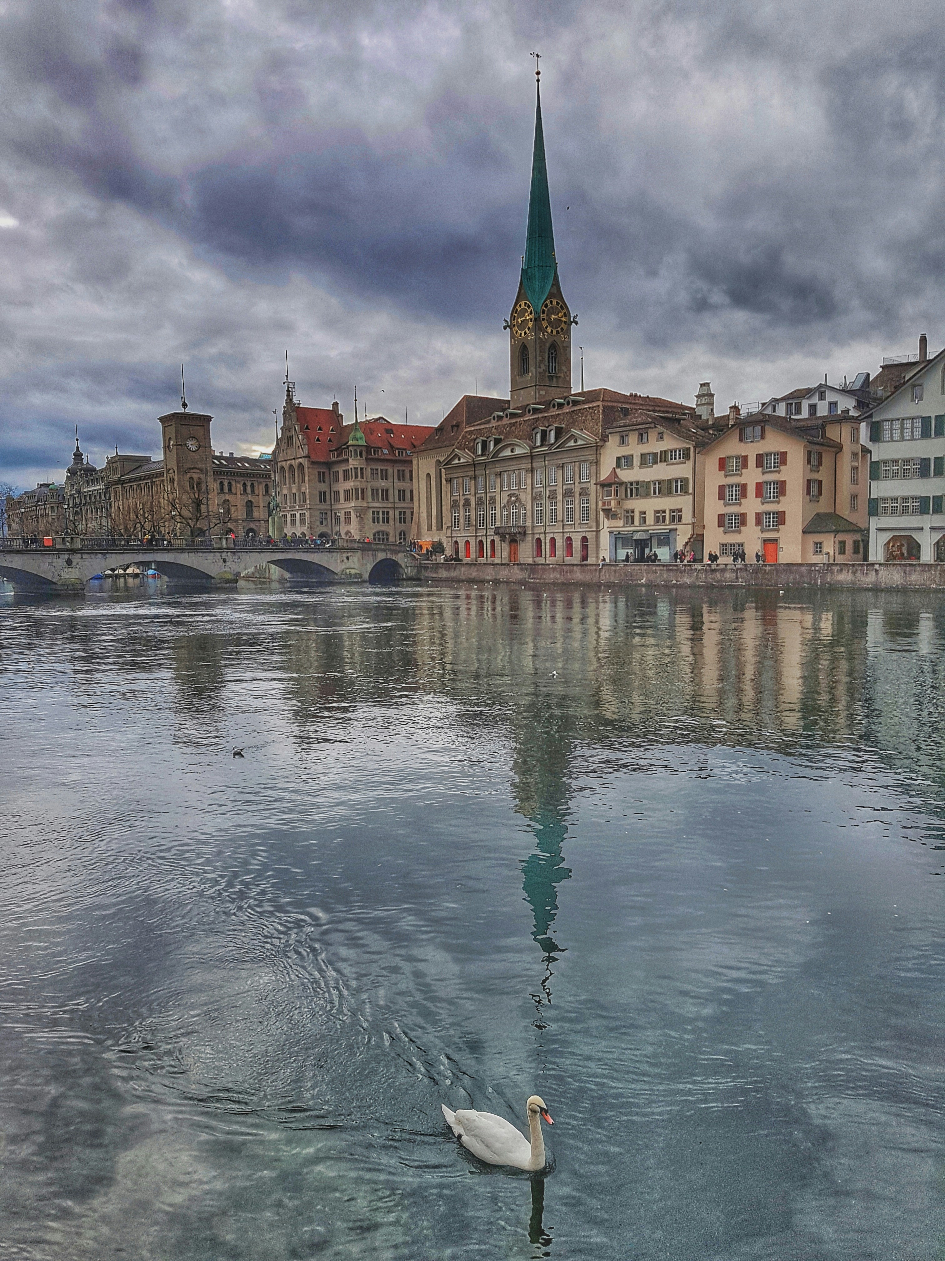 Swan’s Quiet Moment Against a Spire-topped Riverside Skyline