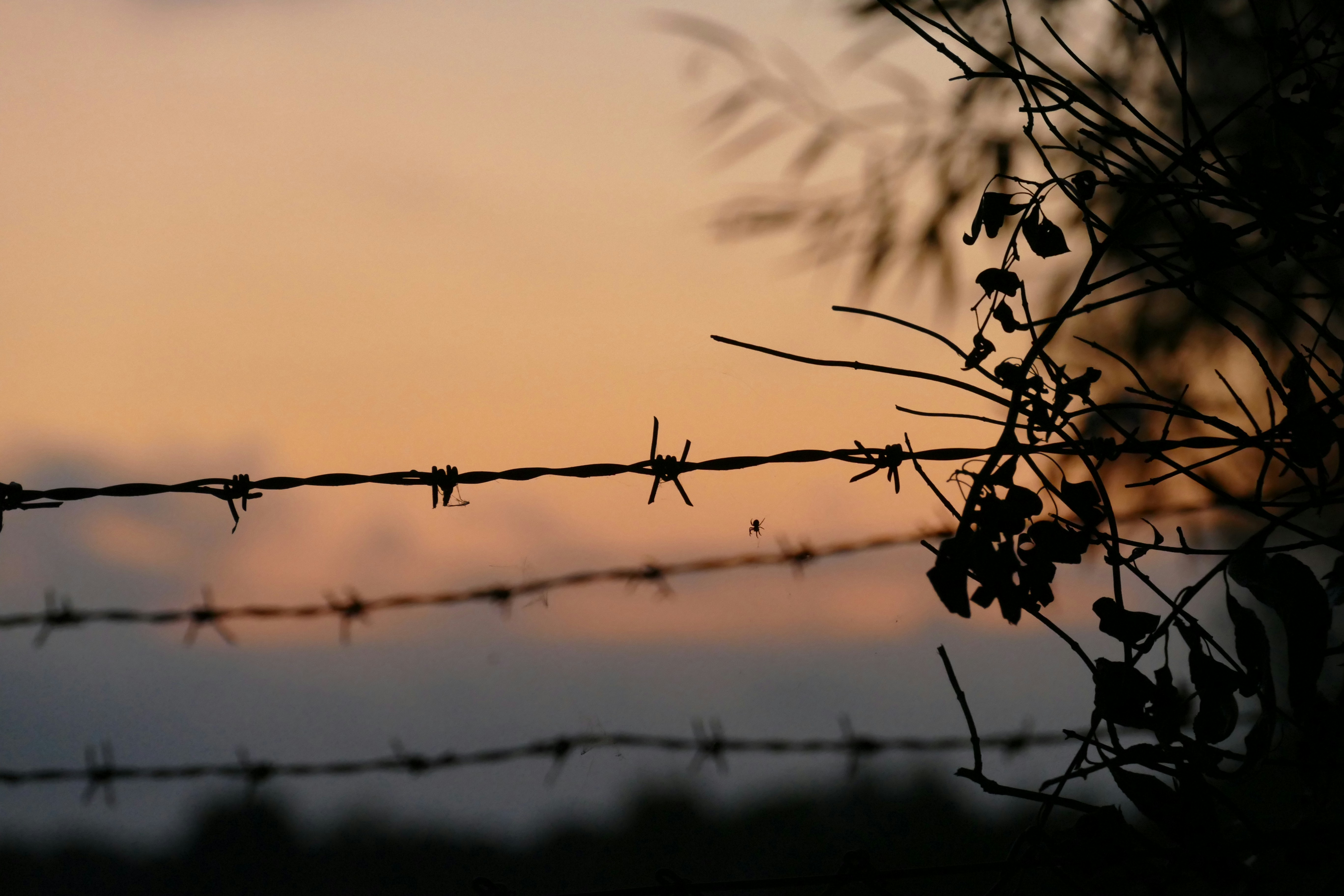Bob wire fence photo – Free Barbed wire Image on Unsplash