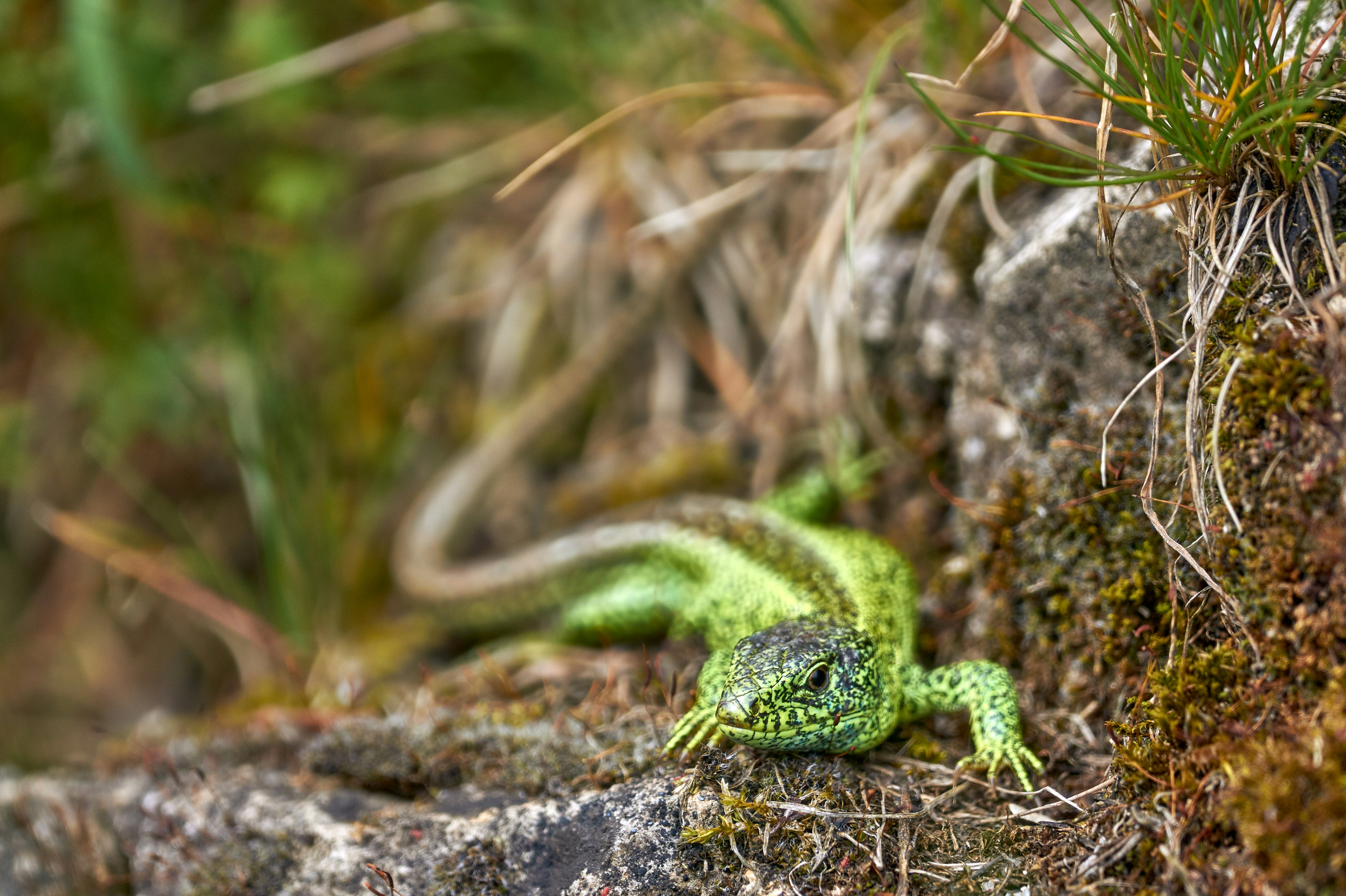 Green lizard camouflaged among rocky terrain and grass, showcasing its vibrant colors and intricate patterns.