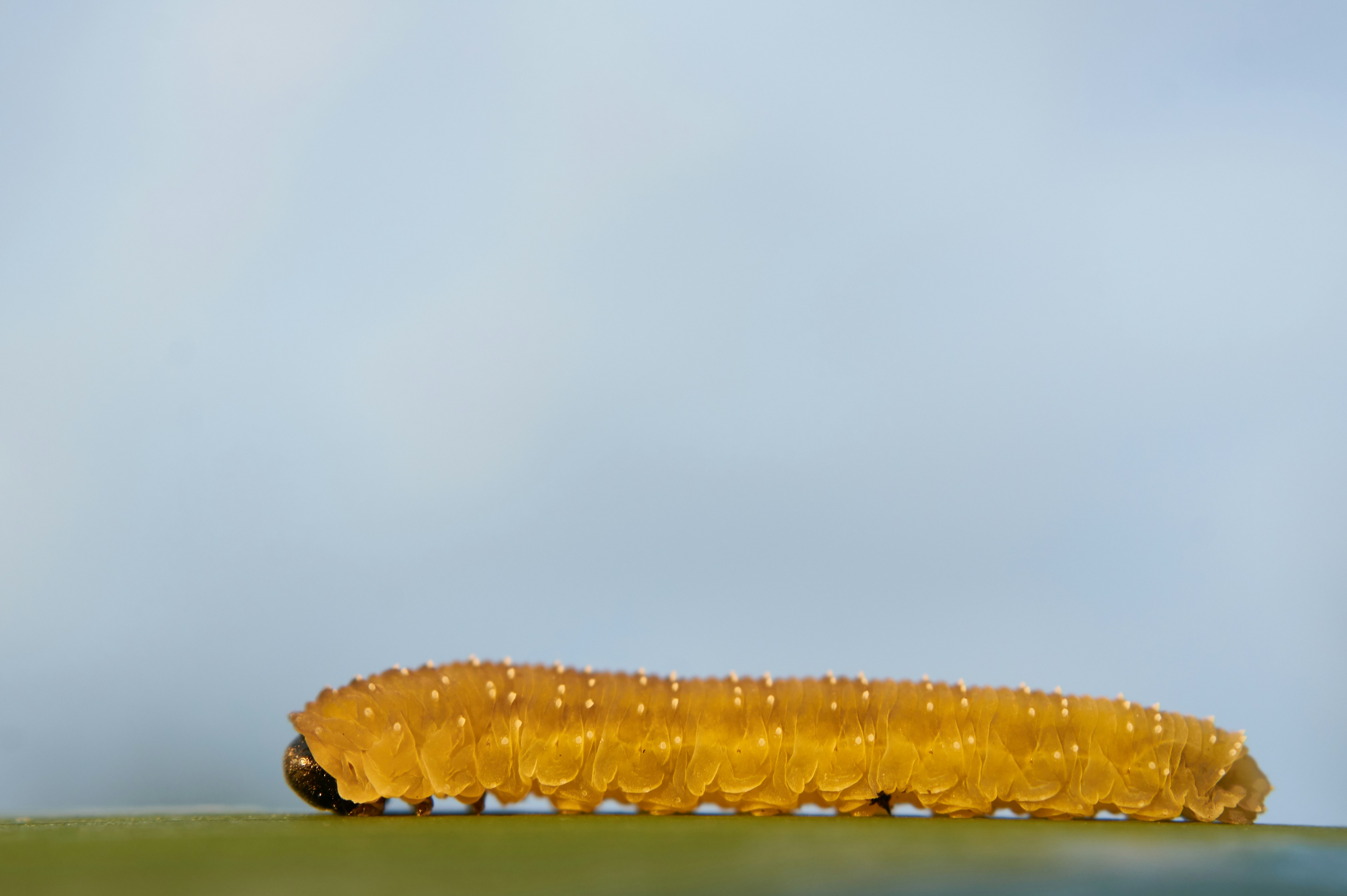 Golden Caterpillar on a Quiet Green Stage