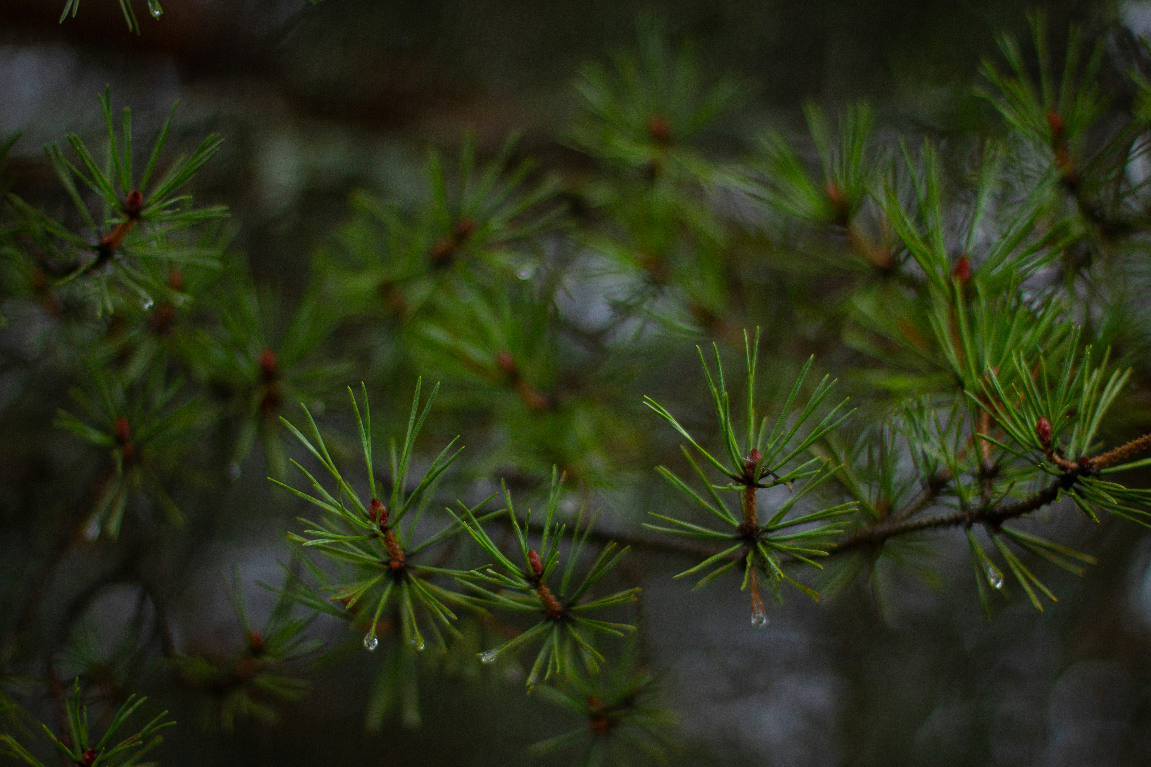 A closeup of a wet pine tree branch.