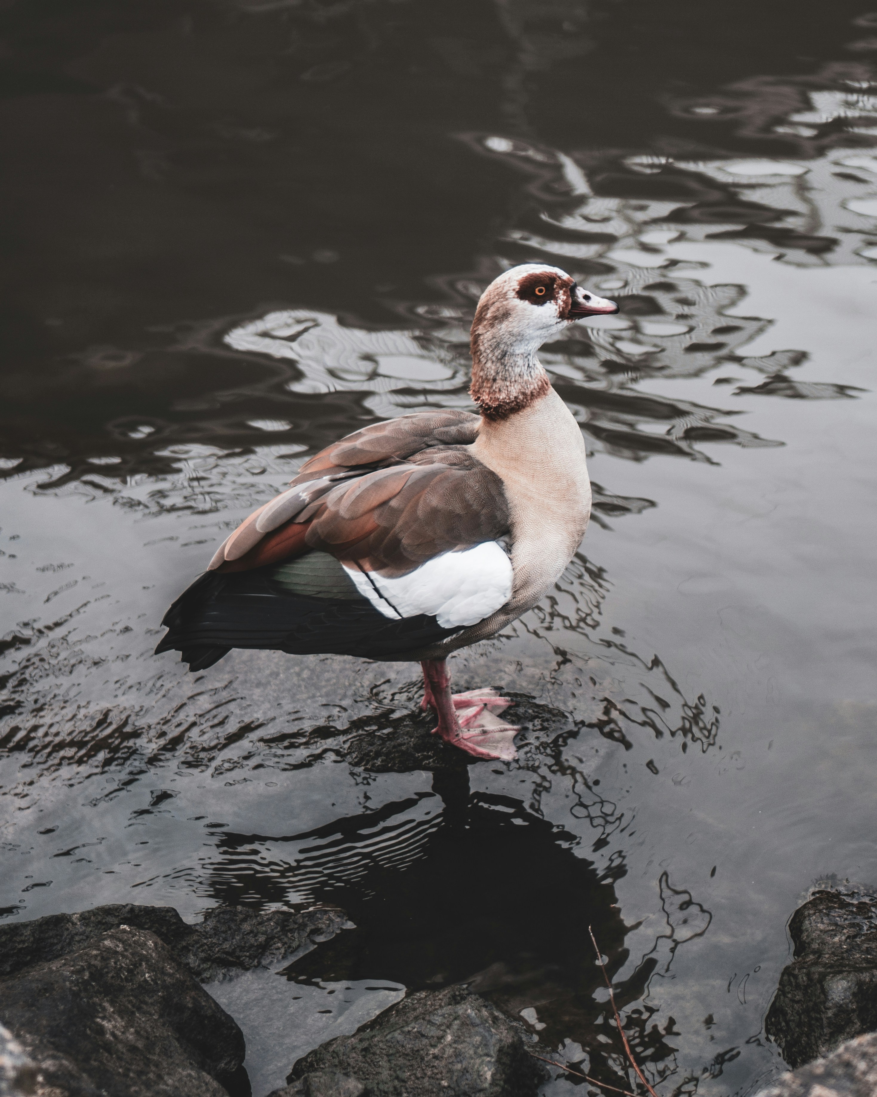 Muted Ripples, Focused Grace: Egyptian Goose on a Rock-Strewn Shore