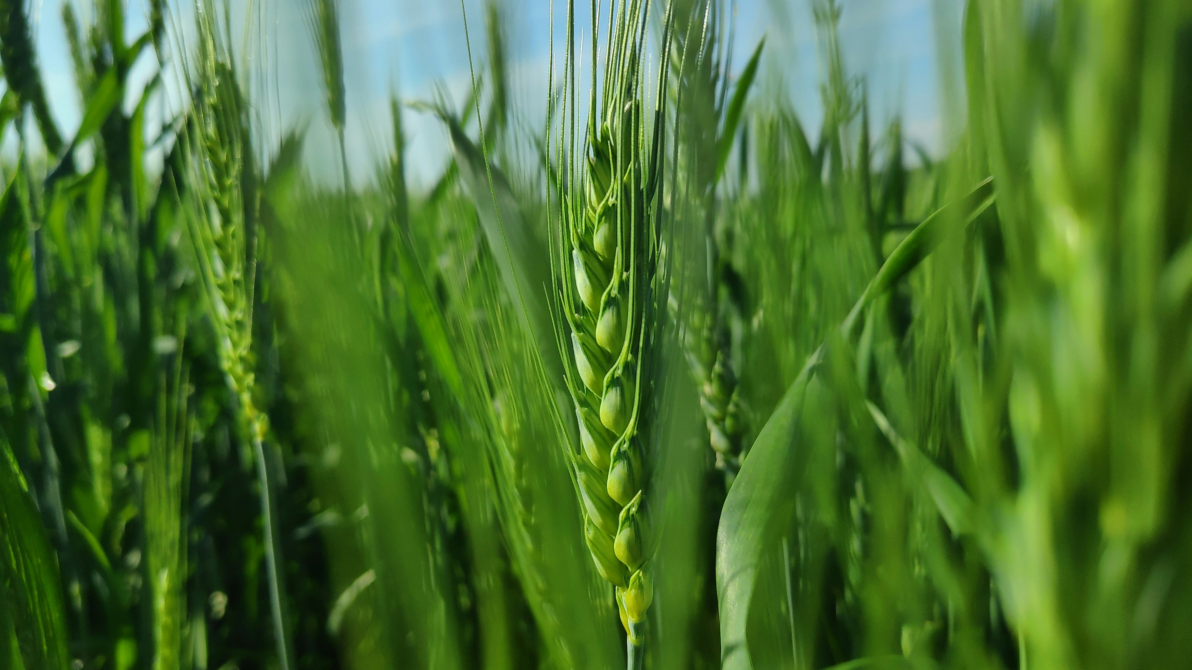 Close-up of a wheat stalk surrounded by lush green foliage, showcasing the early stages of grain development. The vibrant greens highlight the vitality of the crop.