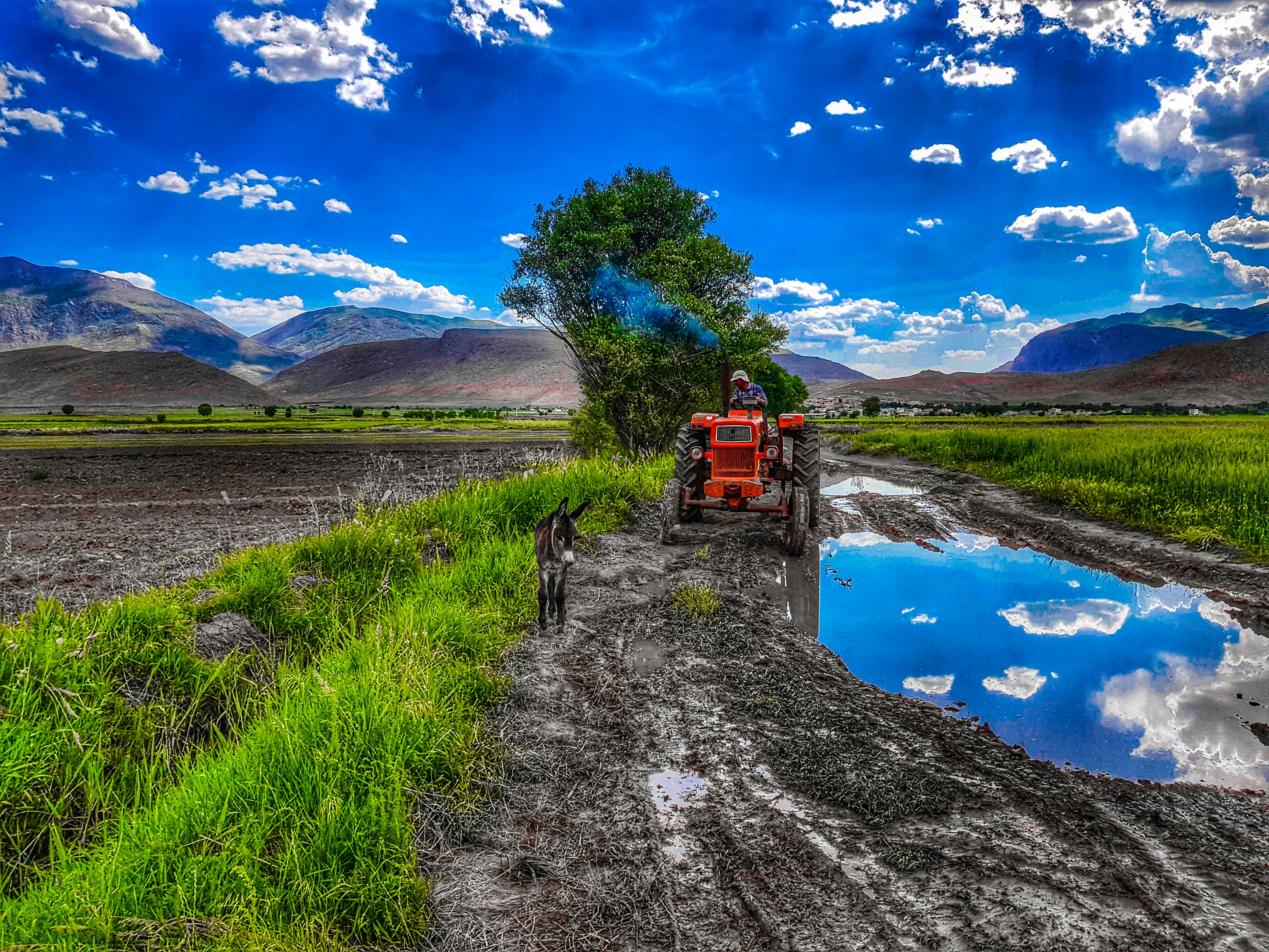 Red Tractor Crossing: A Lone Dog and Farmer's Path Through the Muddy Fields