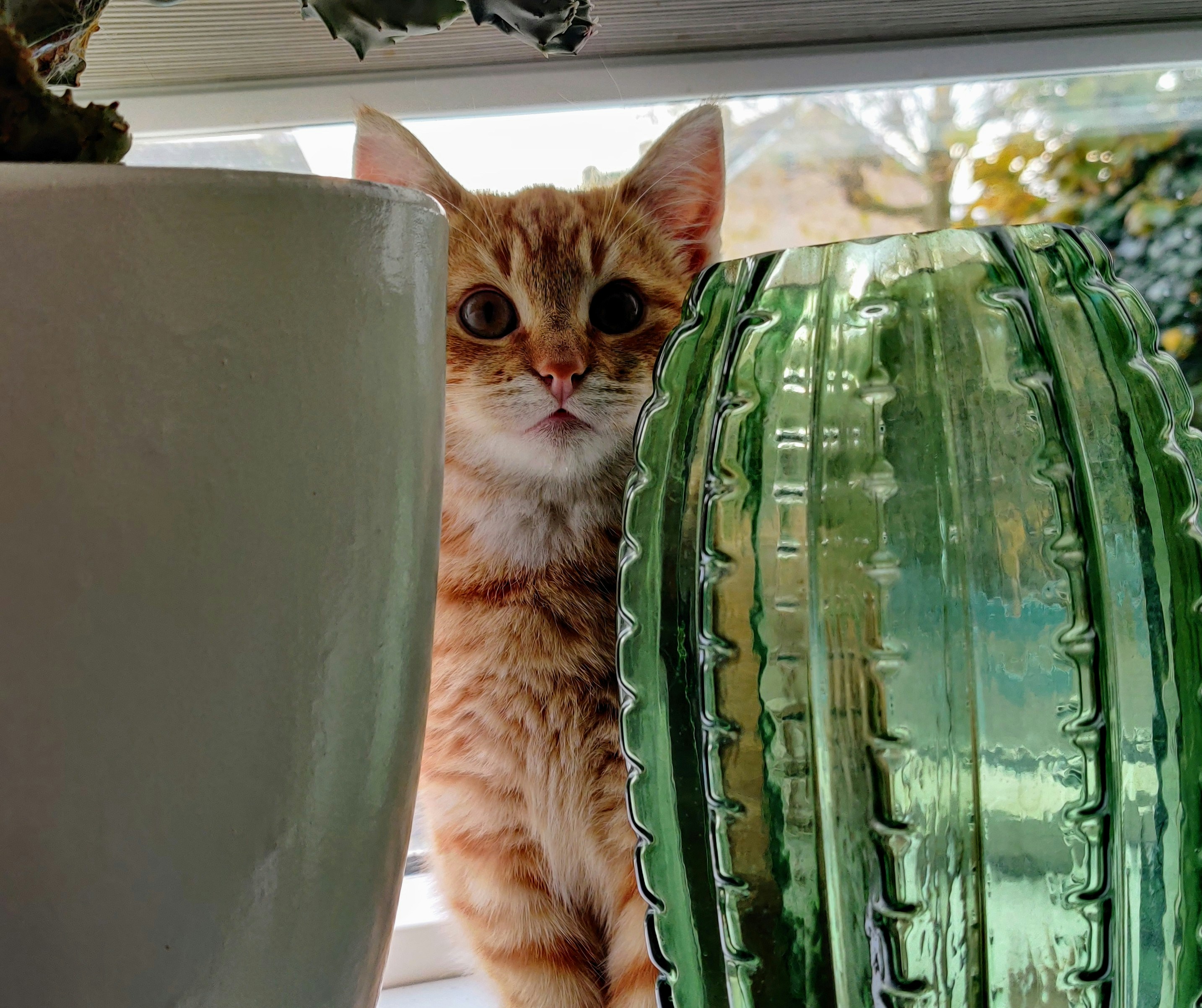 Window Peek: A Ginger Kitten Between Ceramic Pot and Glass Vase