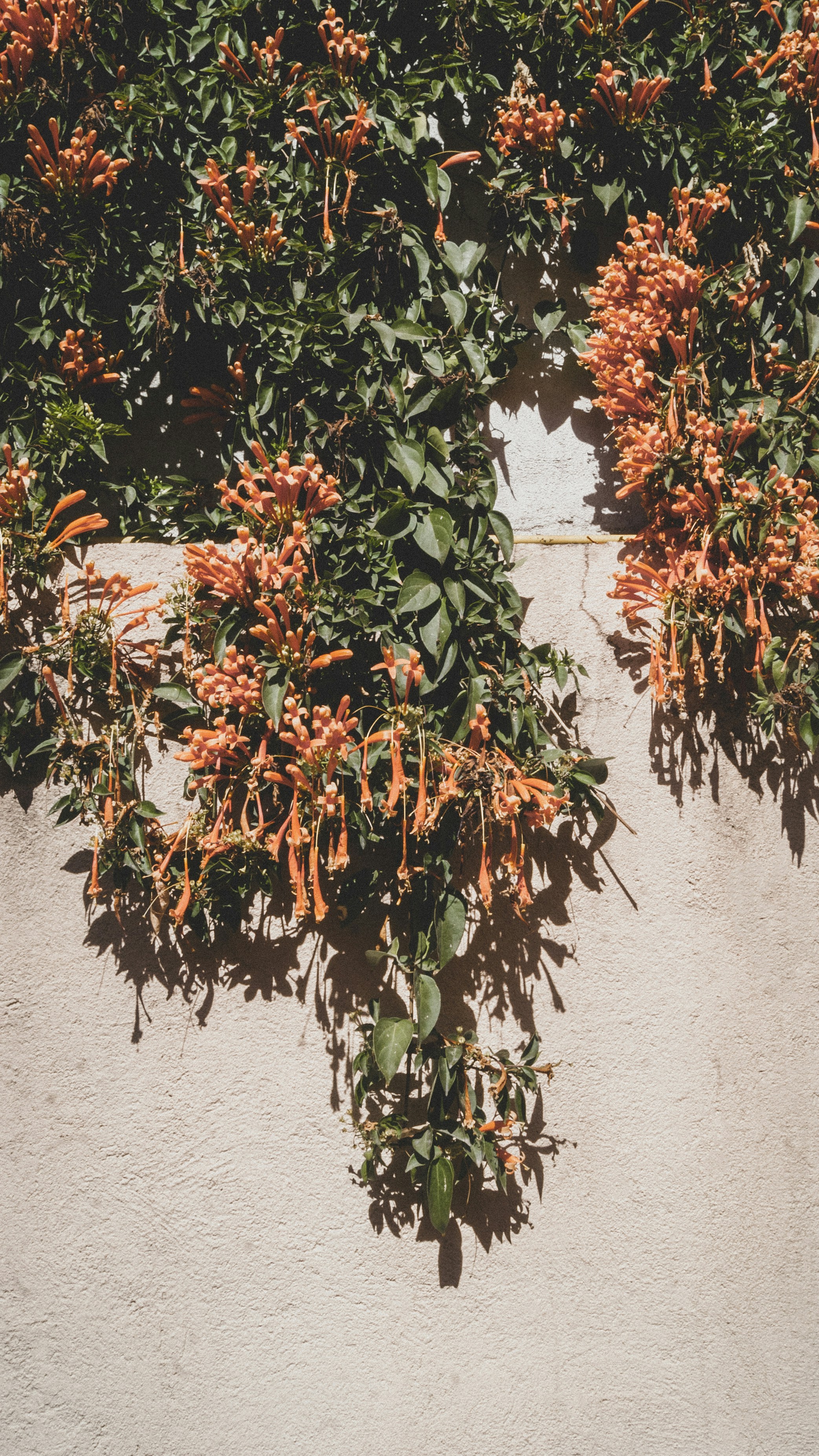 Sun-kissed Orange Trumpet Vines Draping a Stone Wall