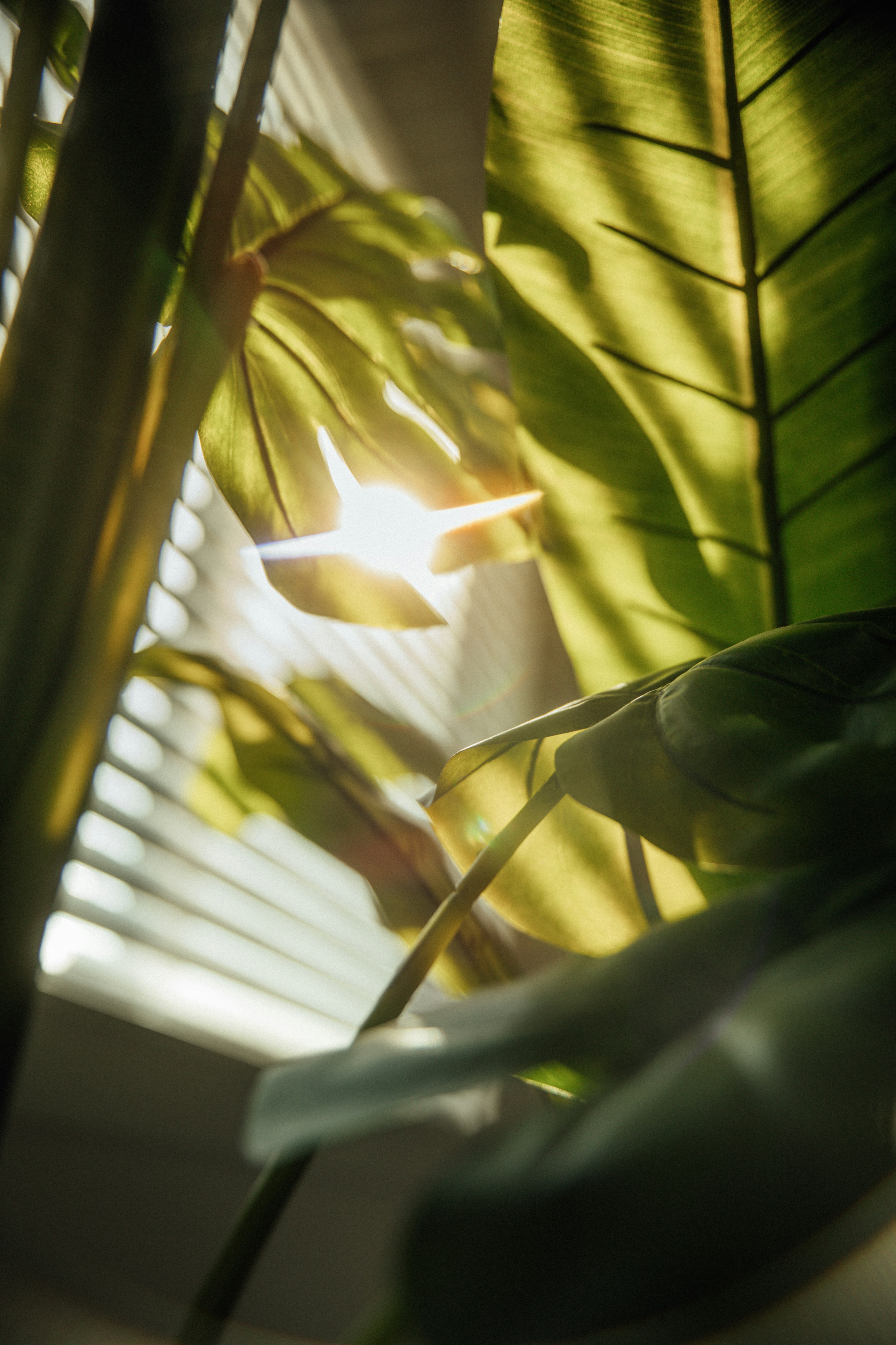 Home Plants Pictures | Download Free Images on Unsplash
