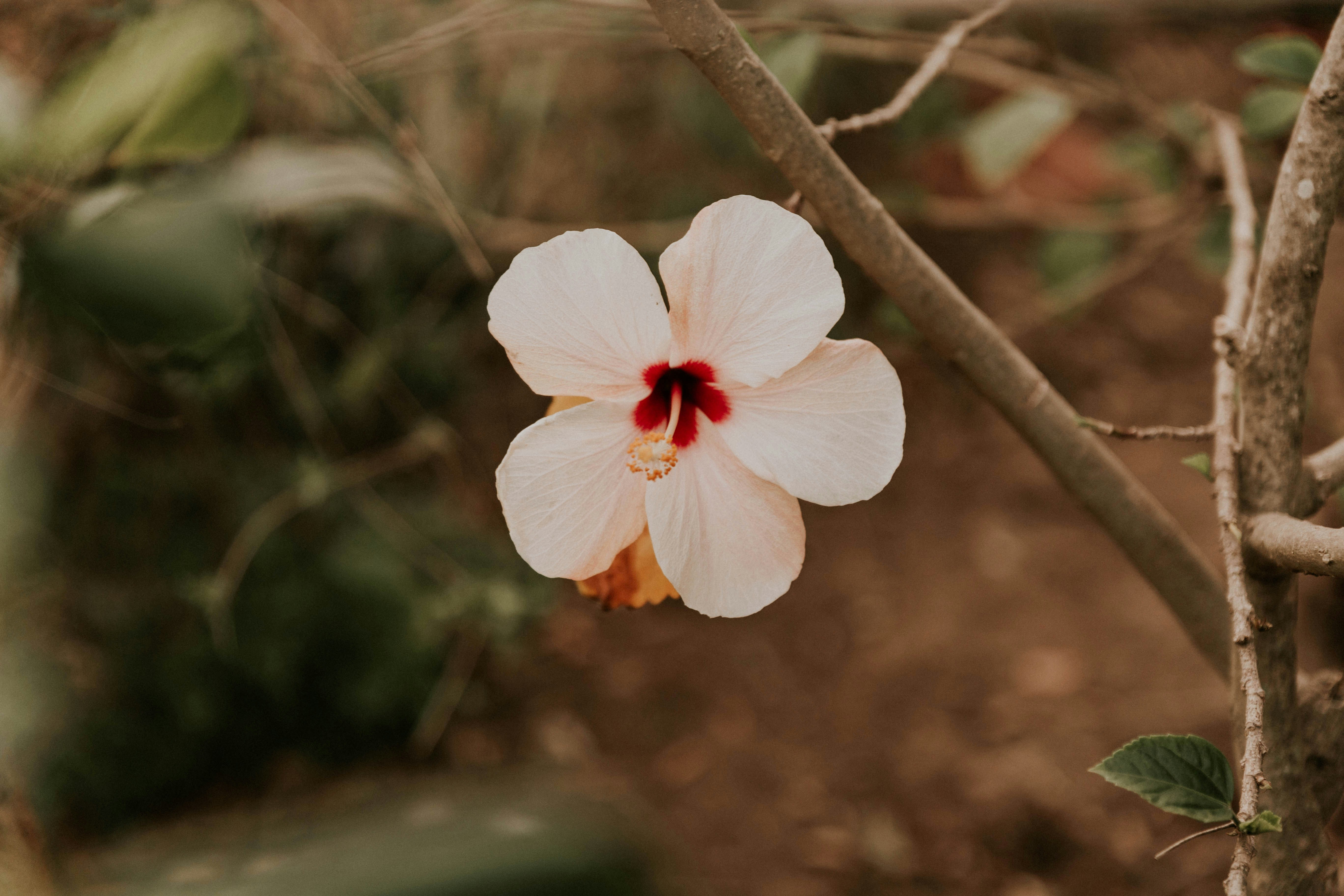 Crimson Throat, White Petals: A Quiet Hibiscus in Focus