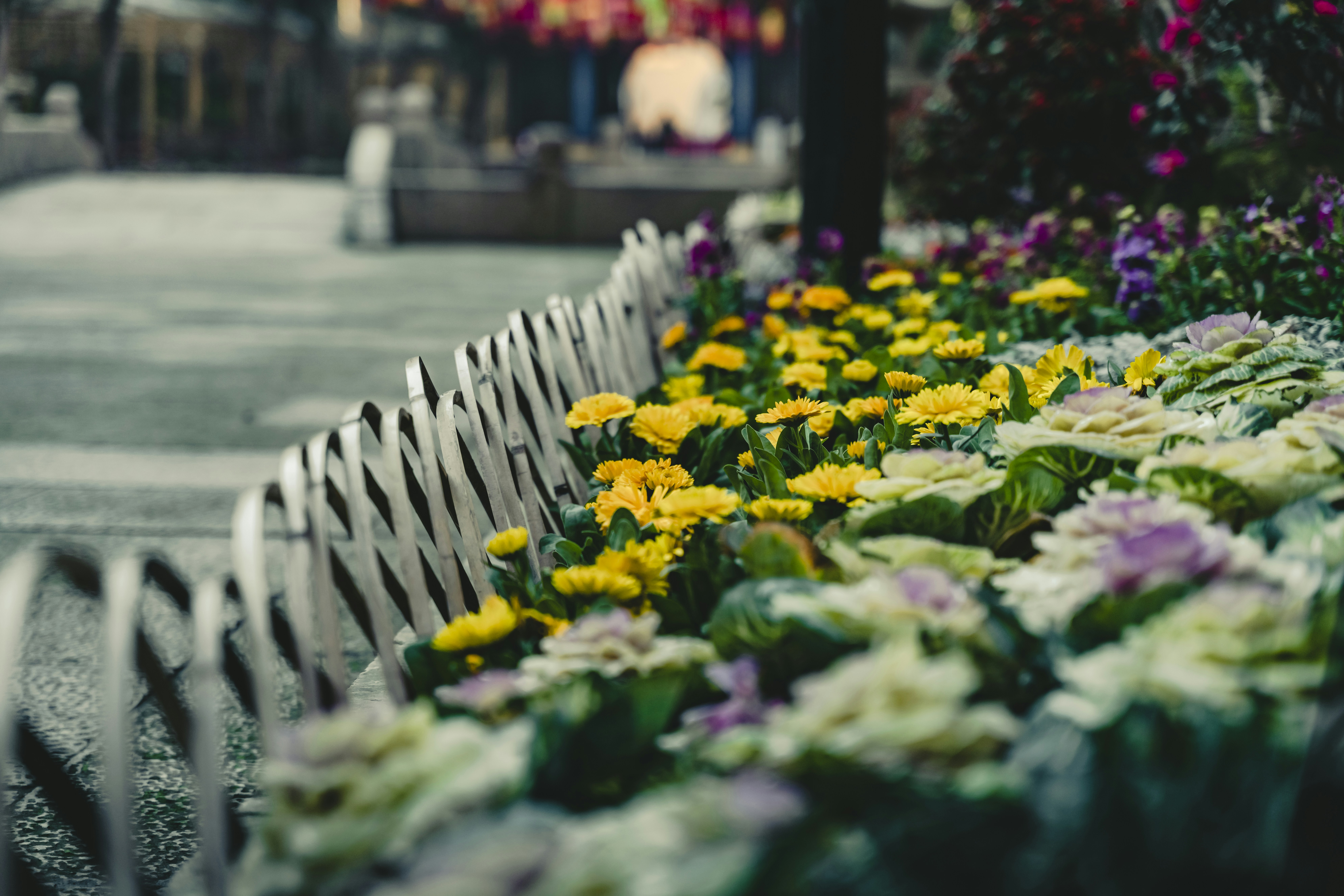 Diagonal Bloom Border: A Quiet City Garden Along a Wrought-Iron Fence