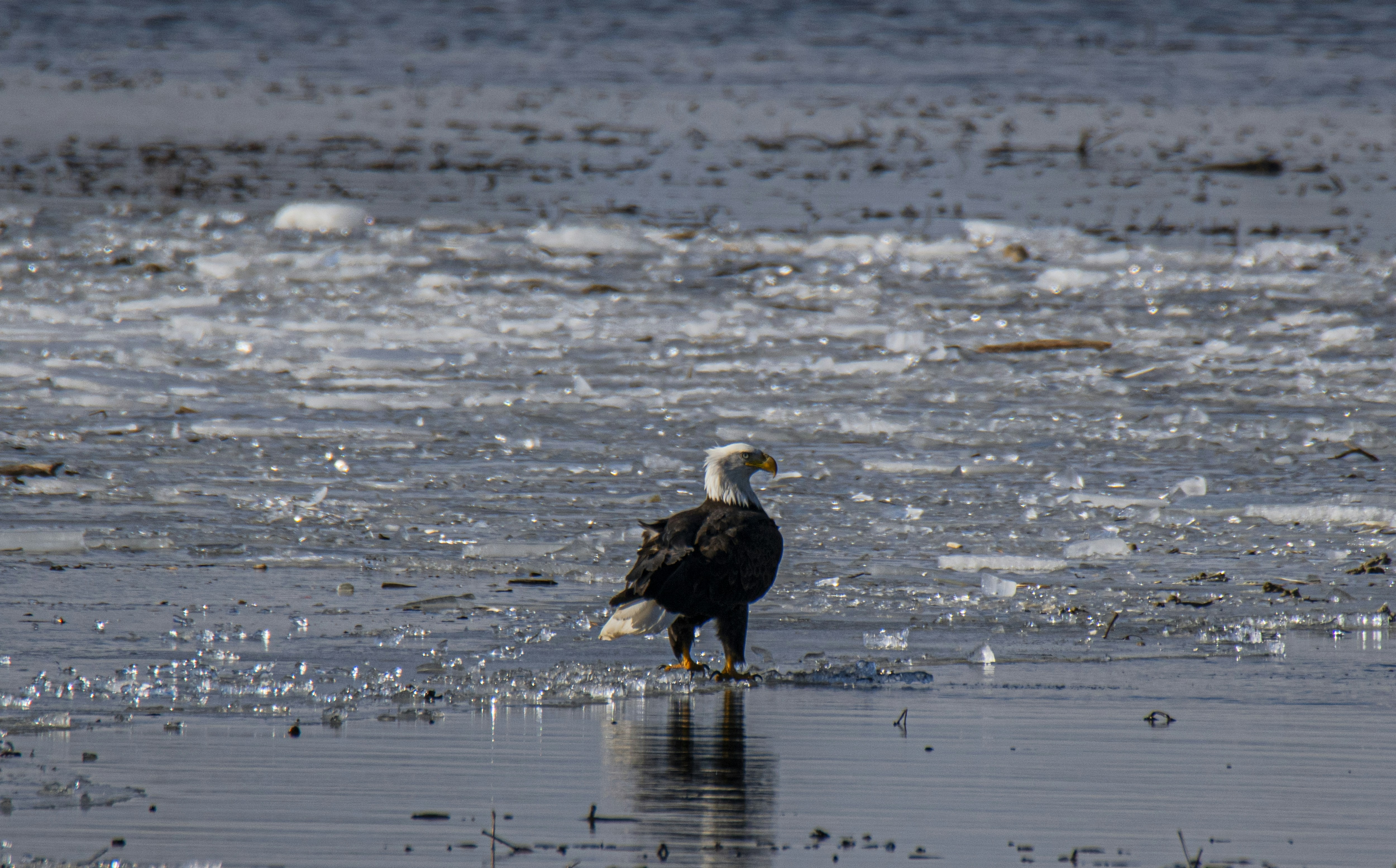 Pole of Calm: A Bald Eagle Stands Guard on Icy Shore