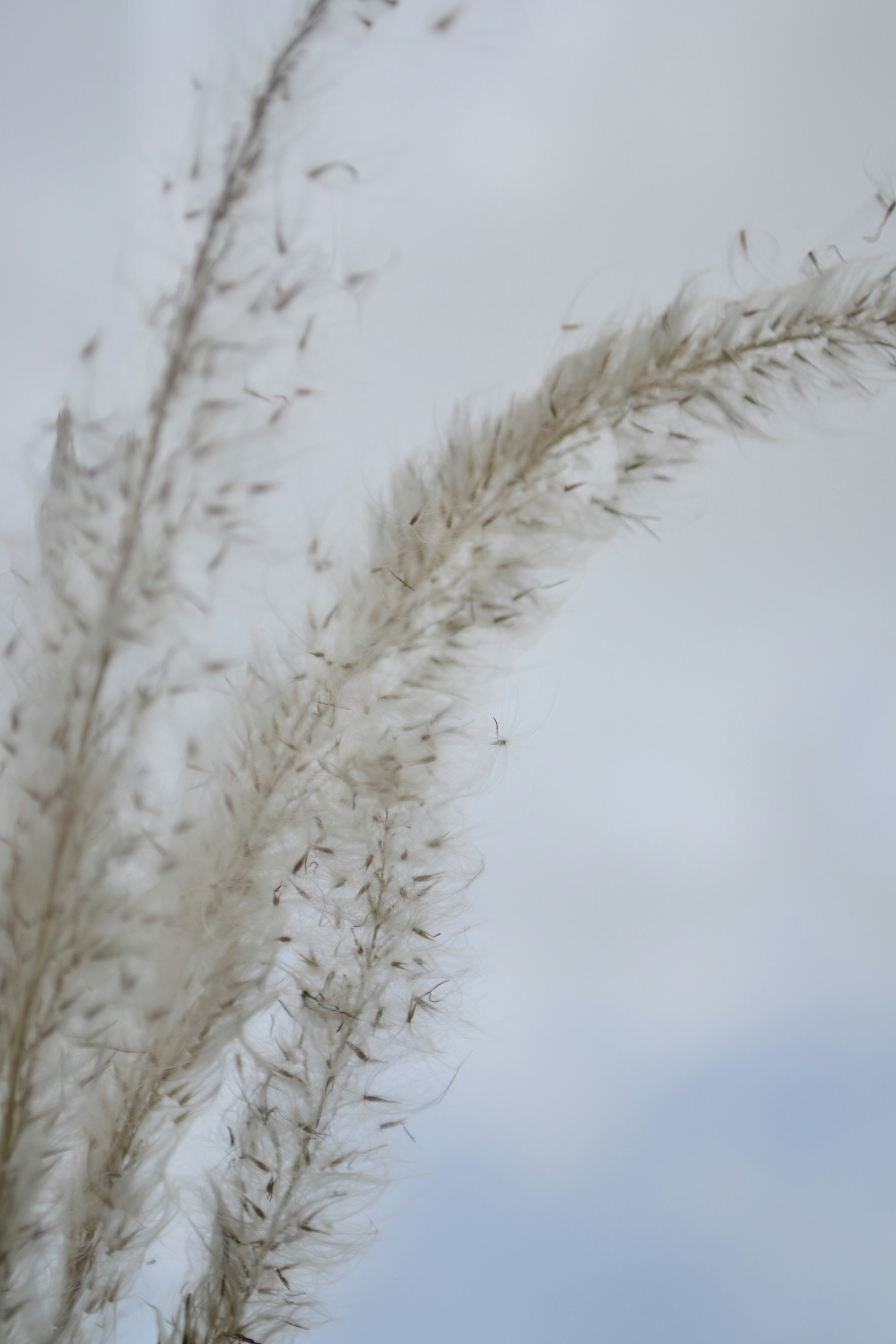 Delicate pampas grass swaying gently against a soft, cloudy backdrop. The ethereal quality of the scene evokes a sense of tranquility.
