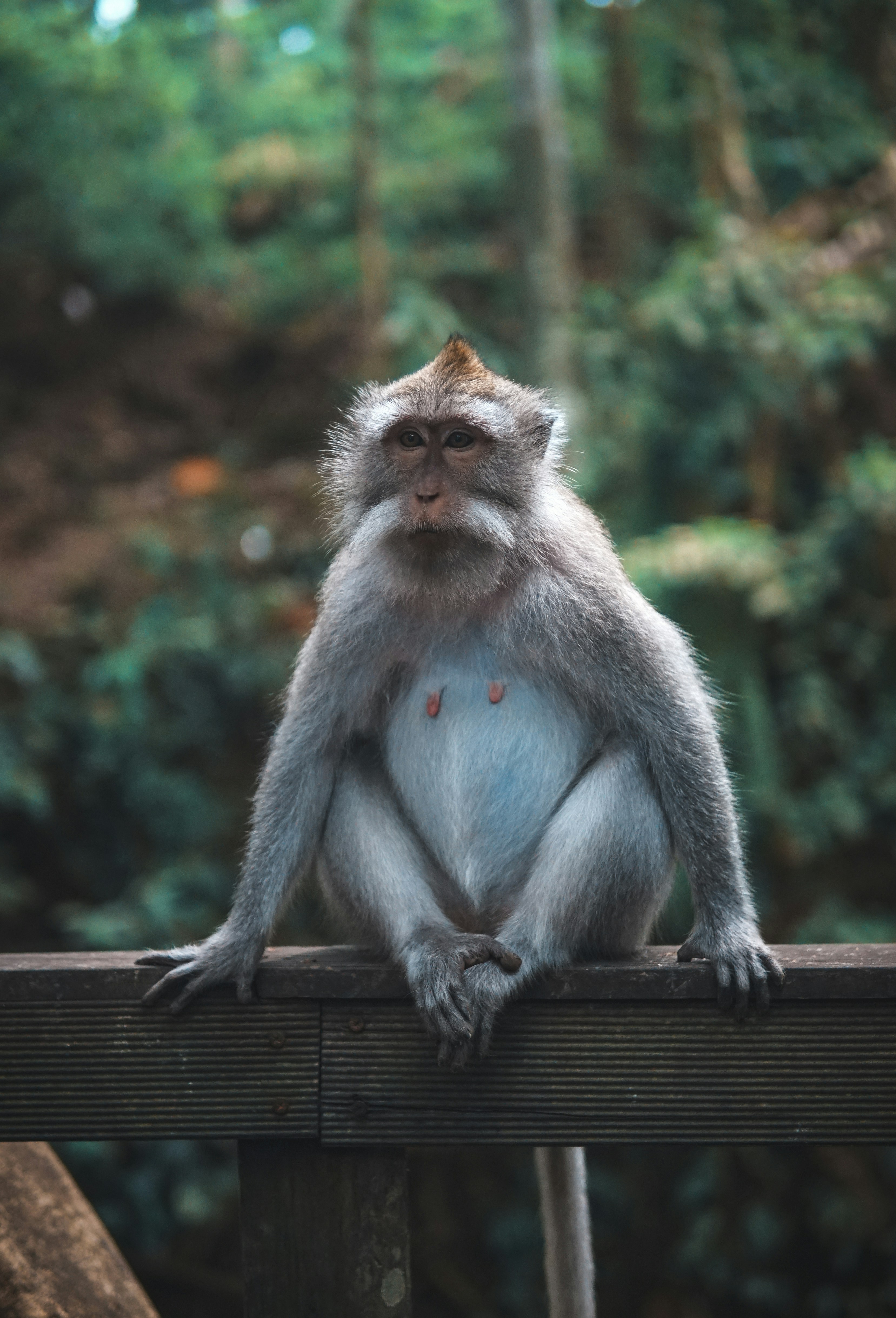 Singe blanc photo – Image gratuite de Ubud sur Unsplash