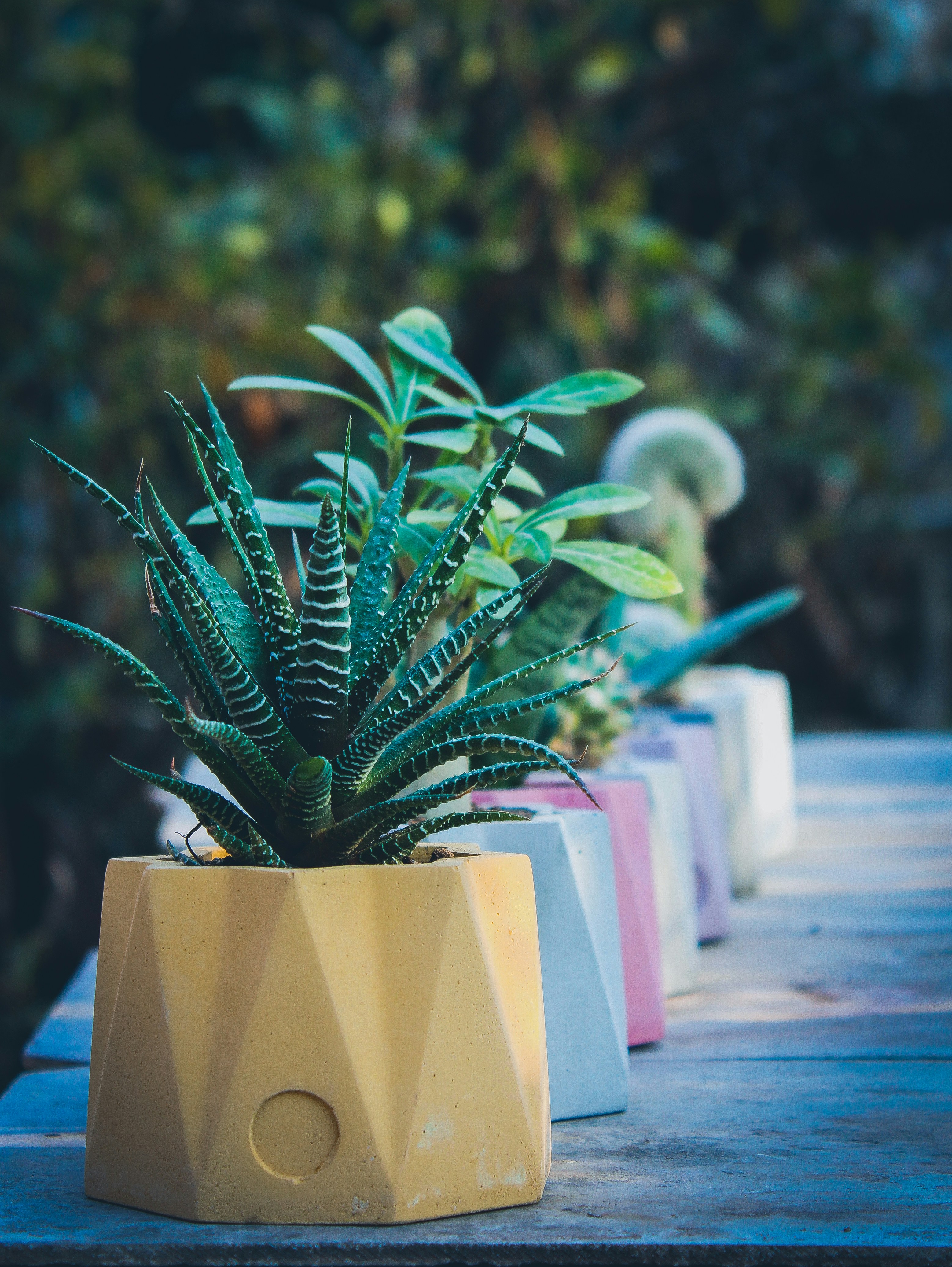 Yellow Anchor: A Row of Pastel Planters Framing a Sunlit Succulent