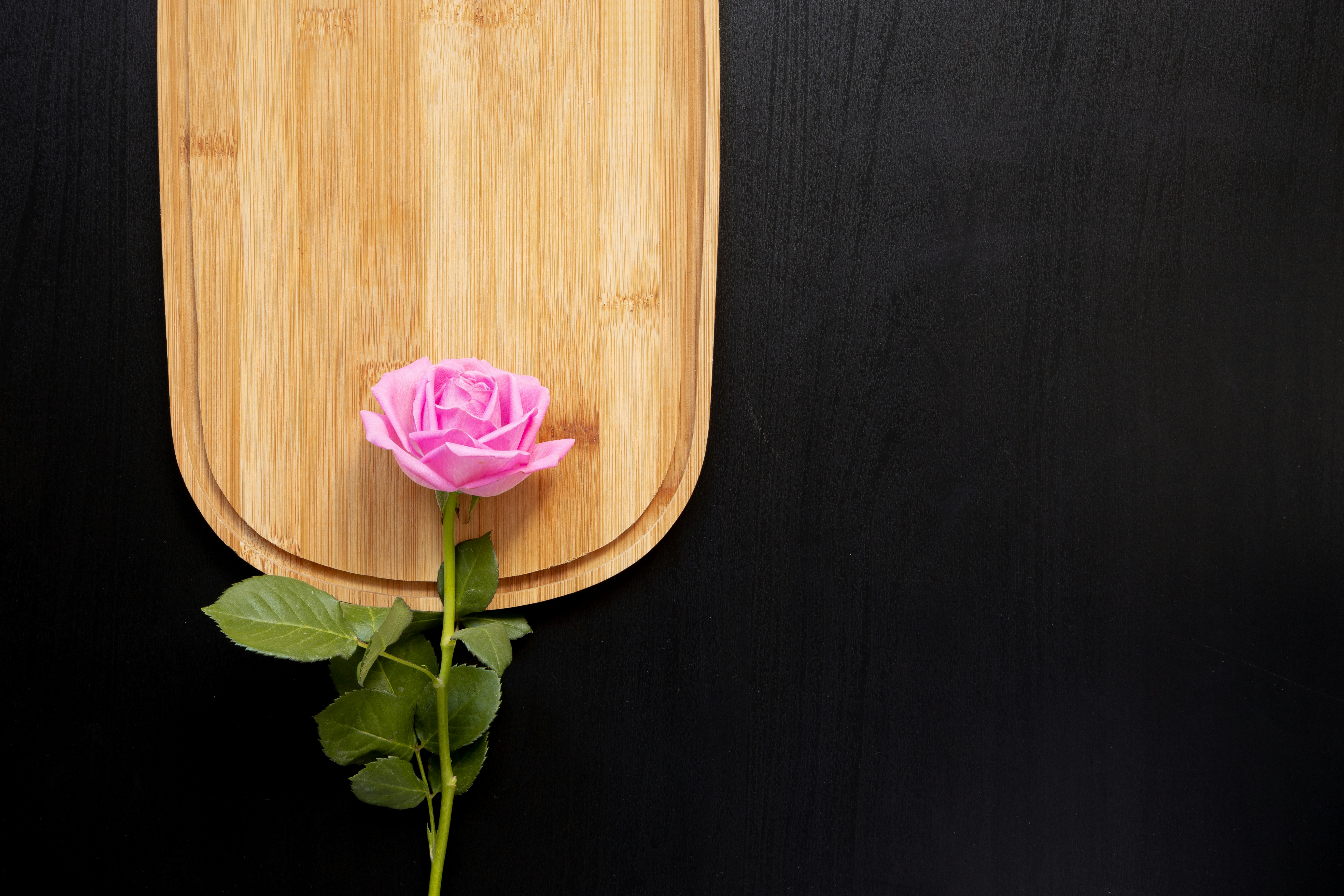 Pink Rose at the Edge: A Quiet Study on Color and Texture