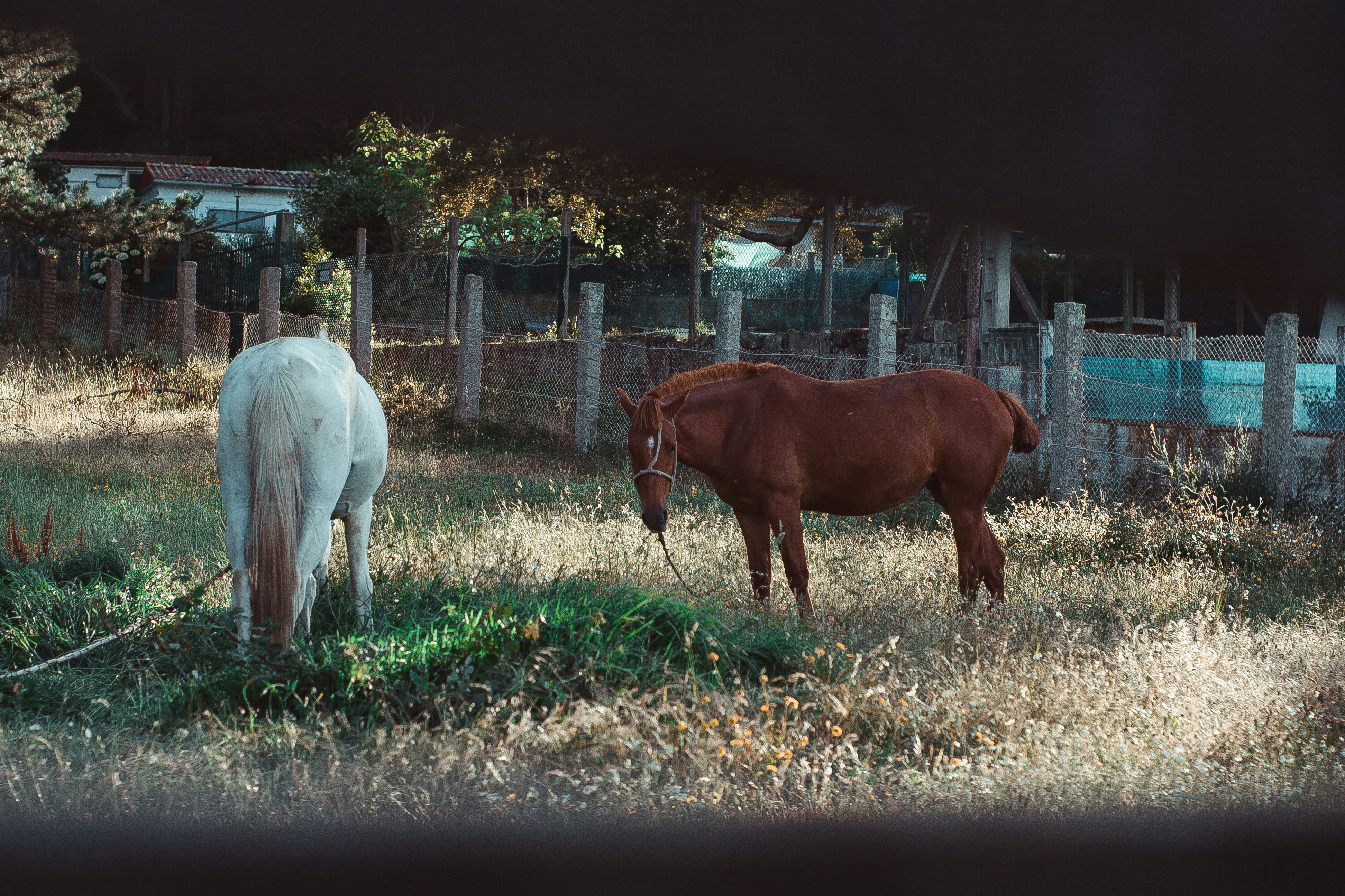 Fence-Framed Meadow: White and Chestnut Horses in Sunlit Pasture