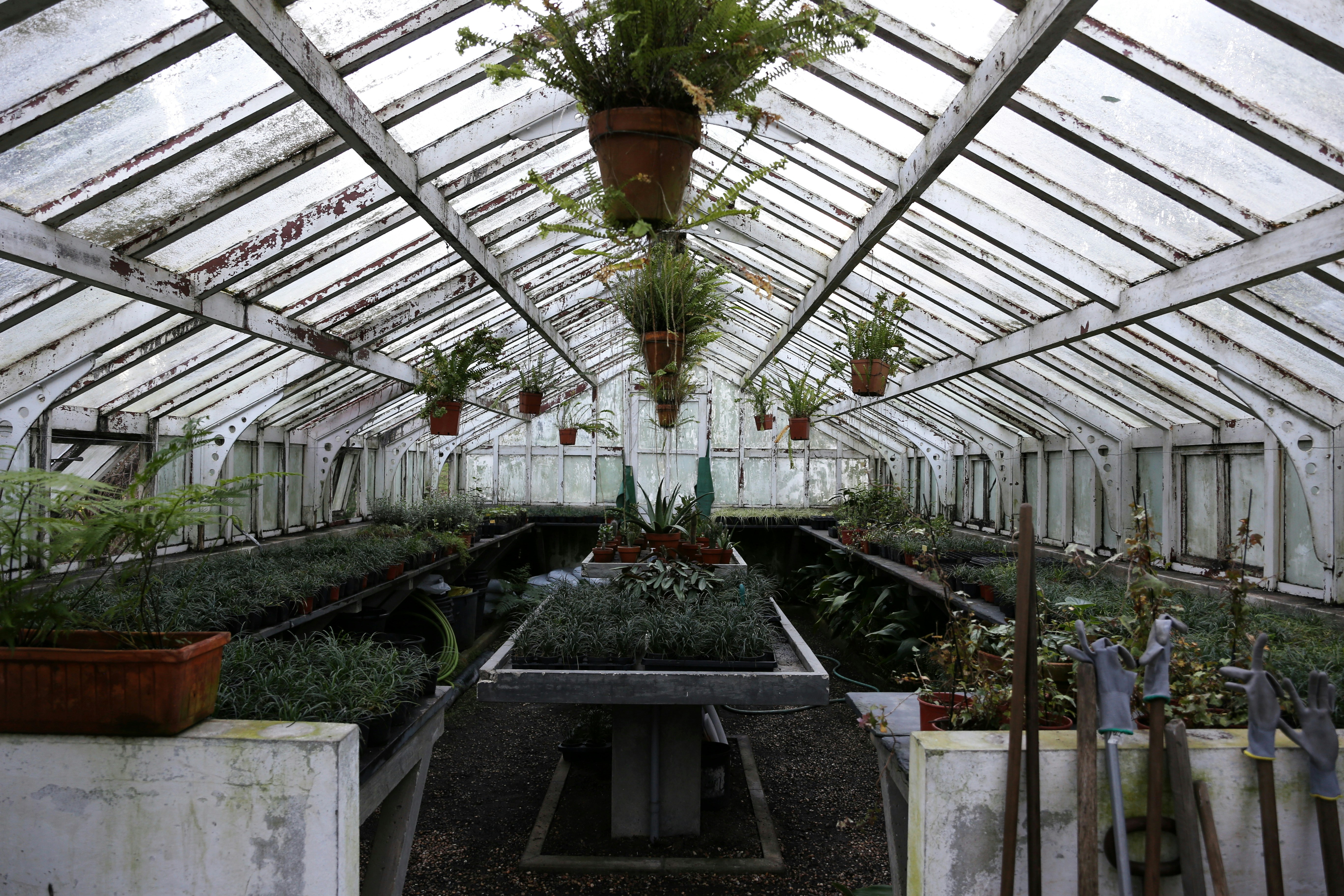 Glasshouse Symmetry: Central Table of Greenery