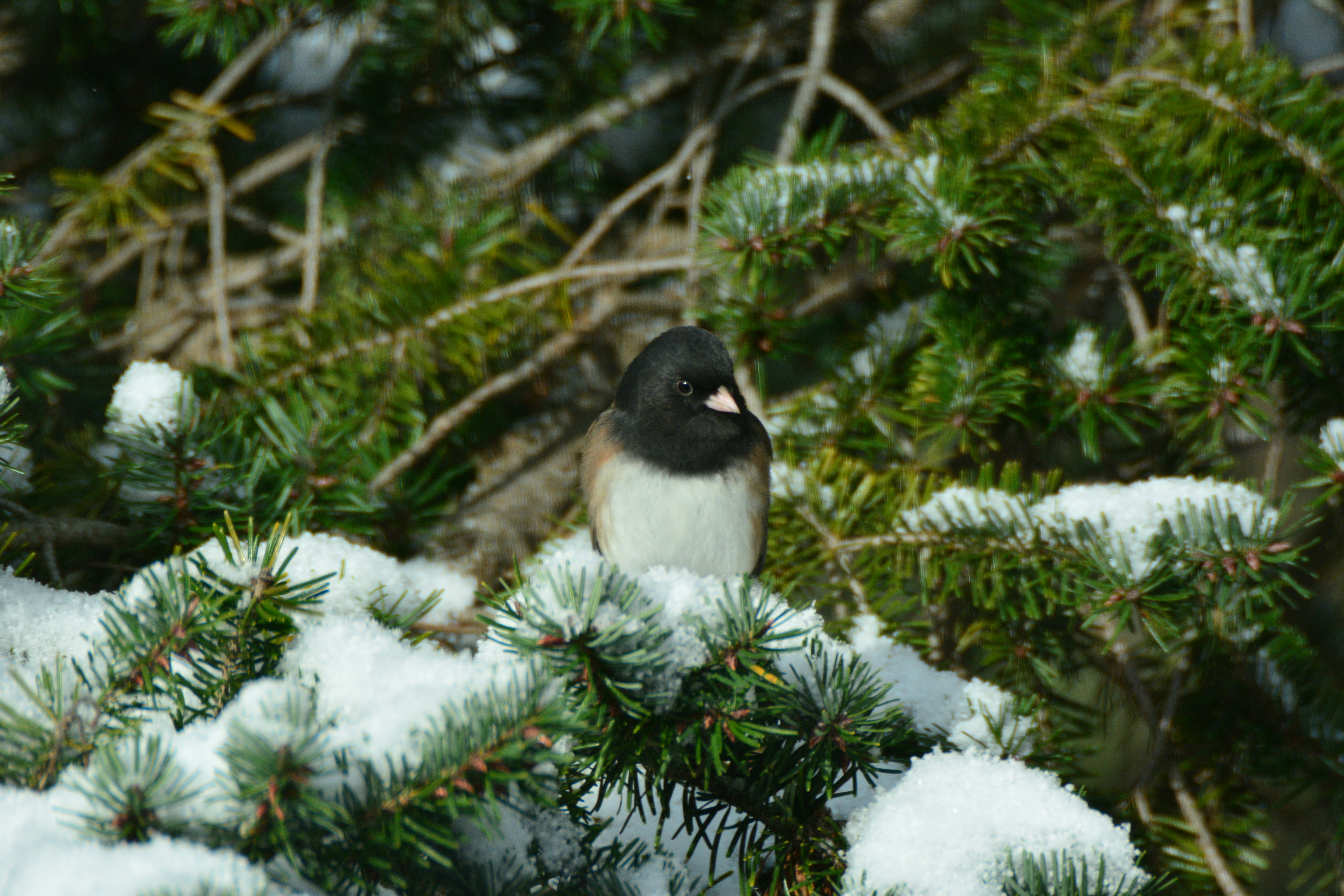 Snow-Dusted Chickadee Framed by Evergreen Needles