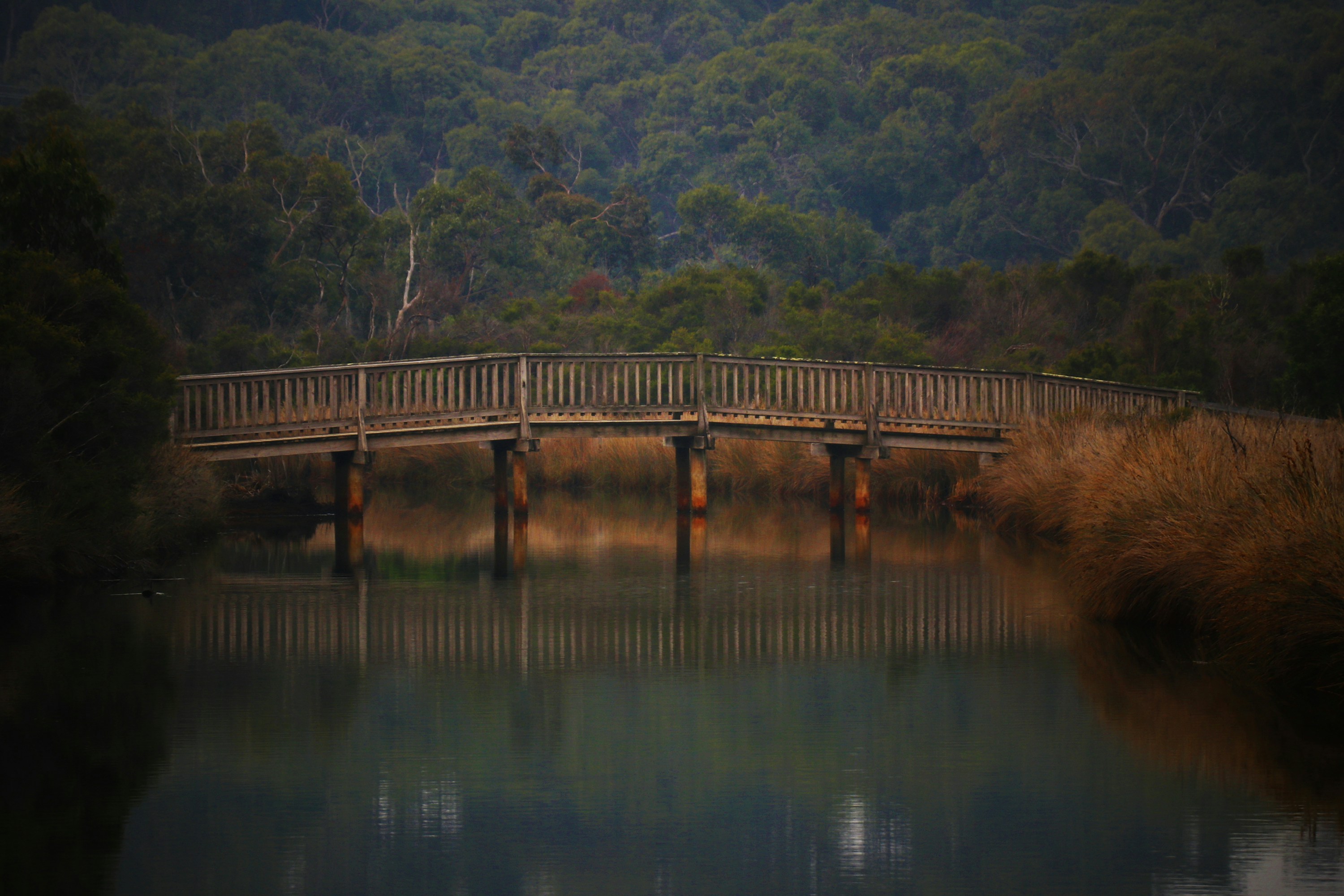 Wooden bridge spanning a calm river, surrounded by lush greenery and tall grasses, reflecting the serene landscape.