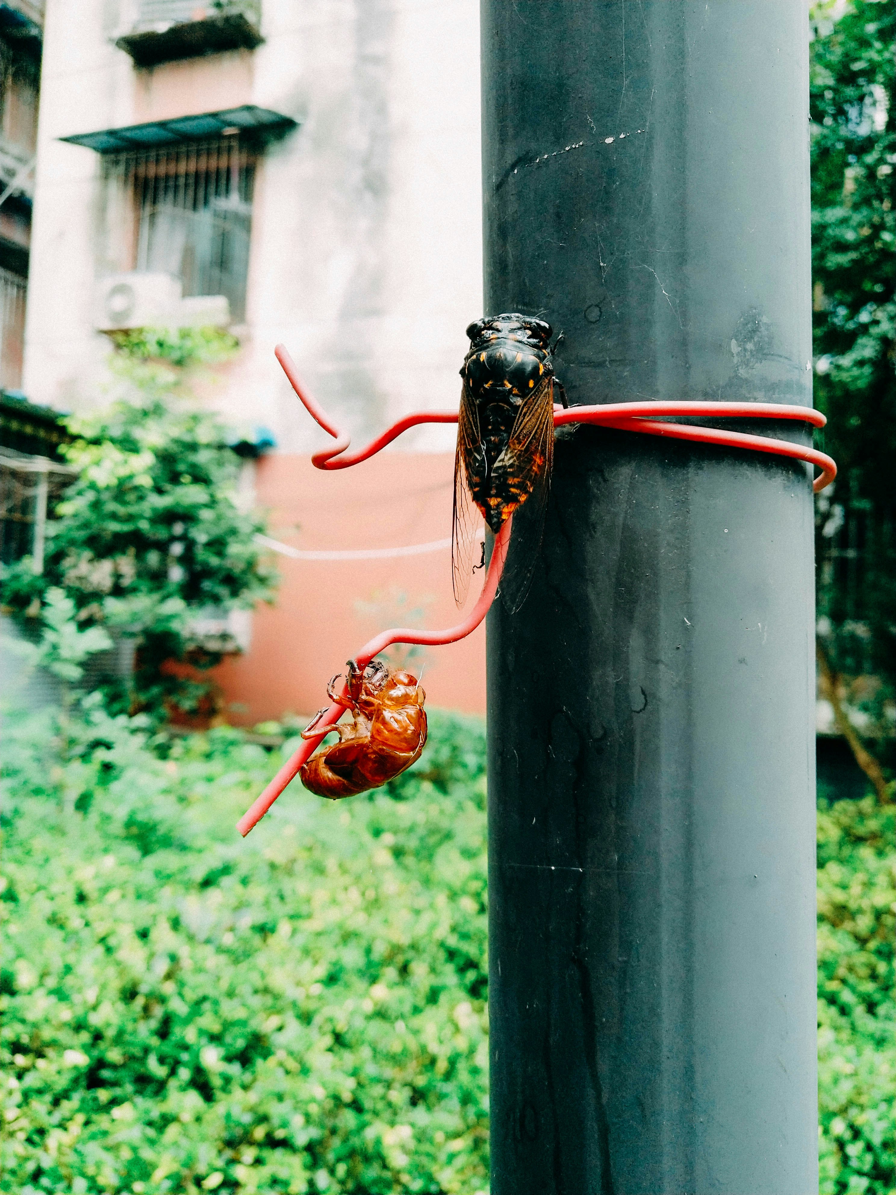 Red Cords, Dark Wings: Insects Clinging to a City Lamppost