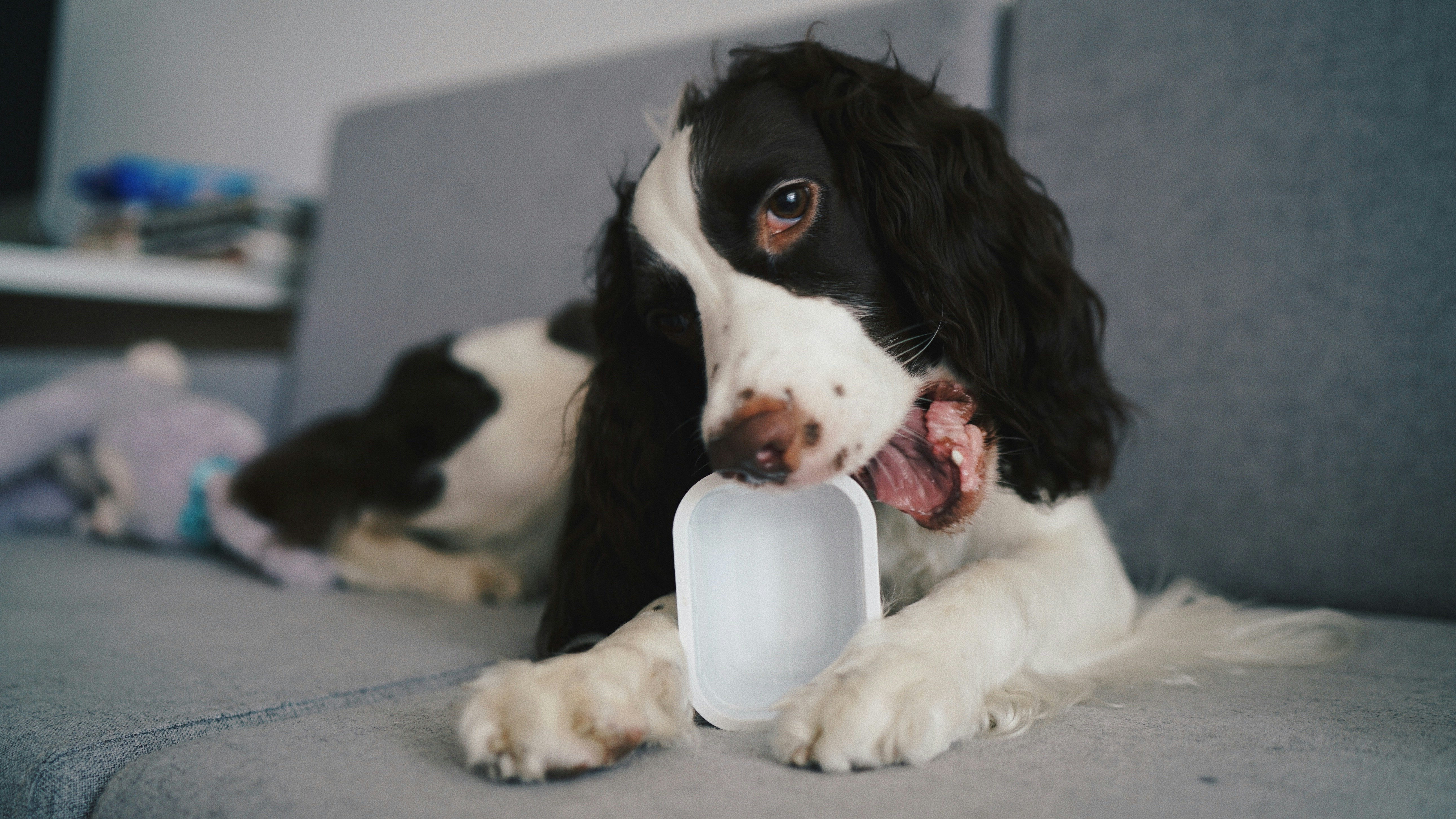 dog