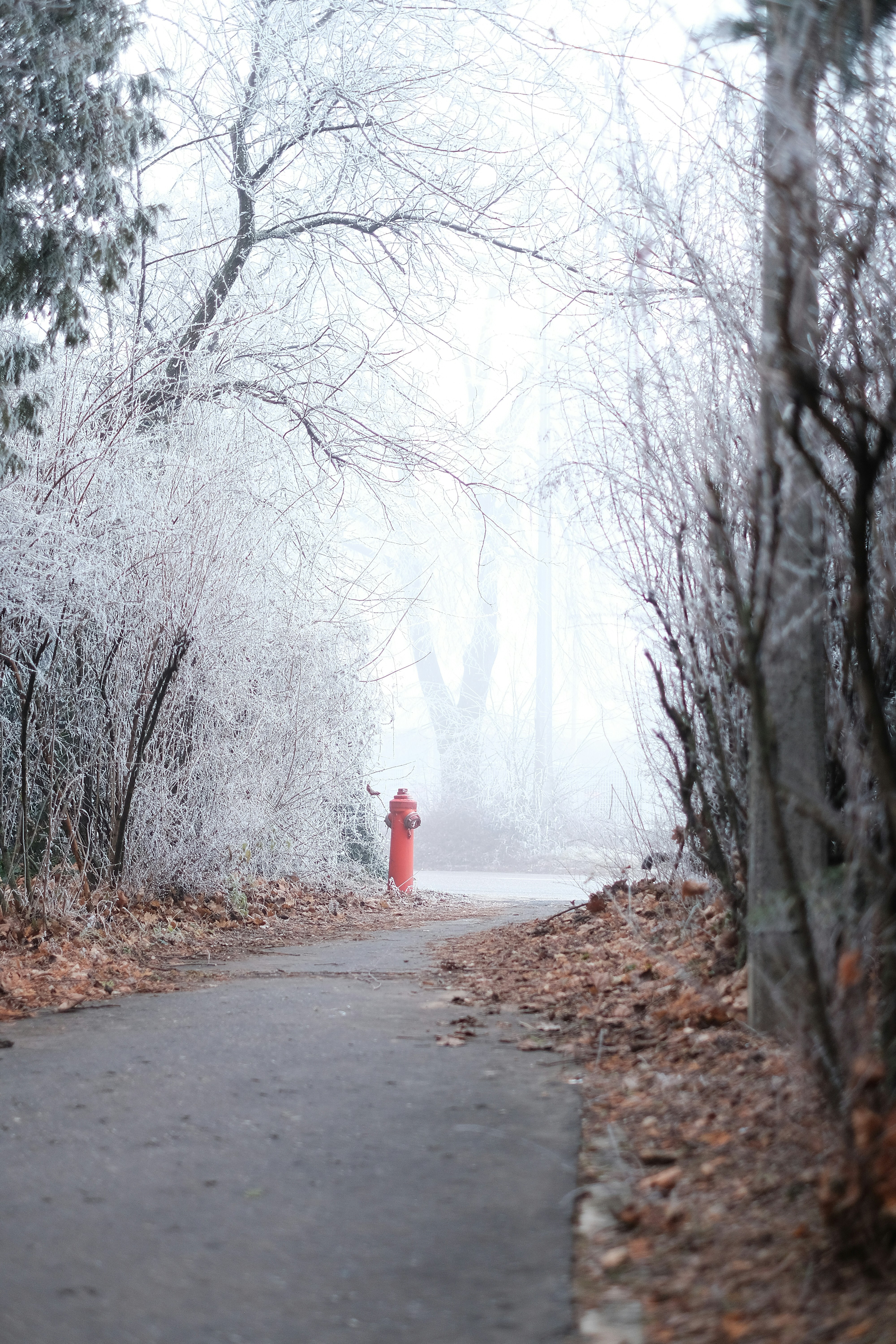 Ice And Fire Pictures | Download Free Images on Unsplash