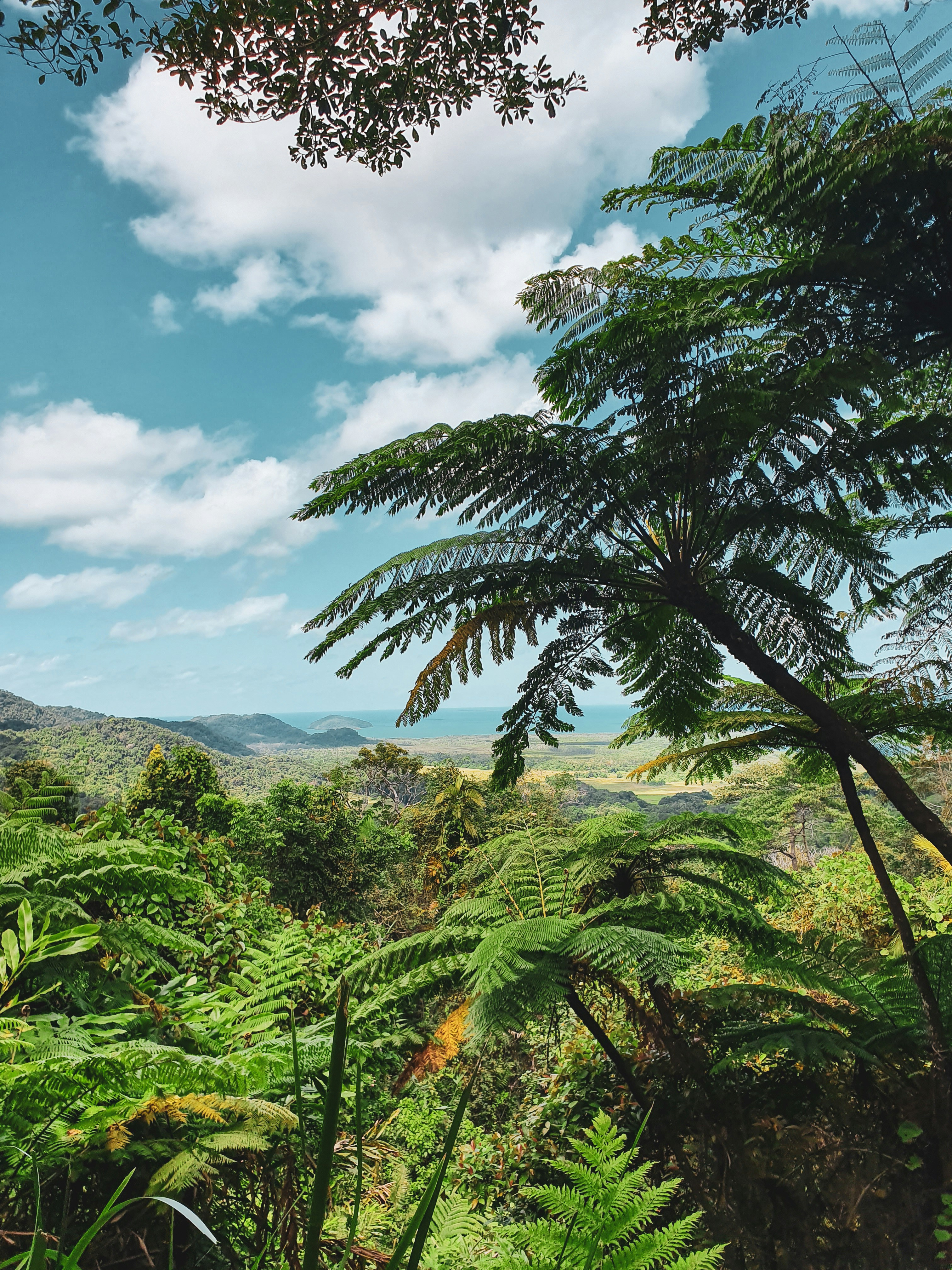 Daintree Pictures | Download Free Images on Unsplash