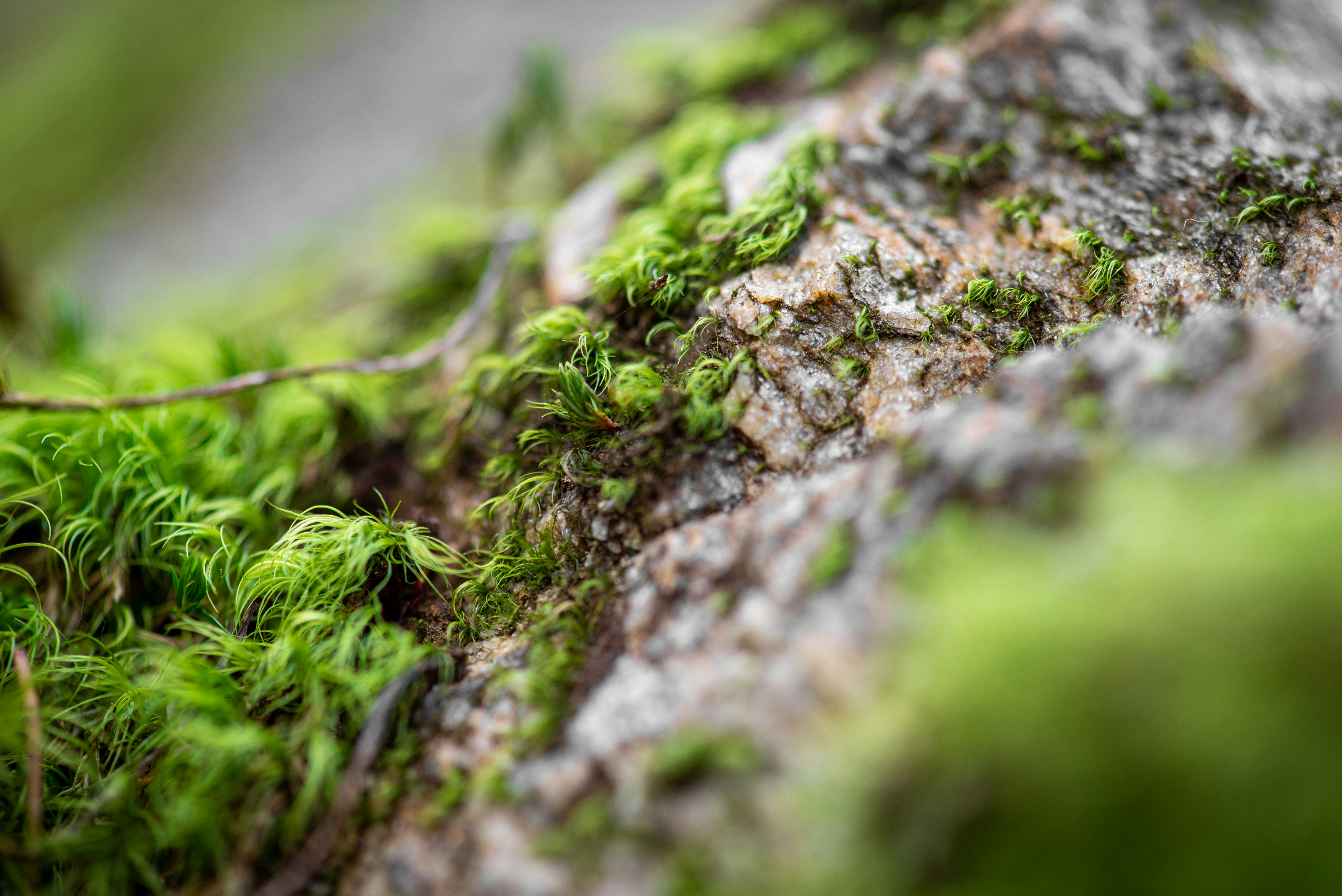 Close-up of vibrant green moss growing on a textured rock surface, showcasing the intricate details of nature's design.