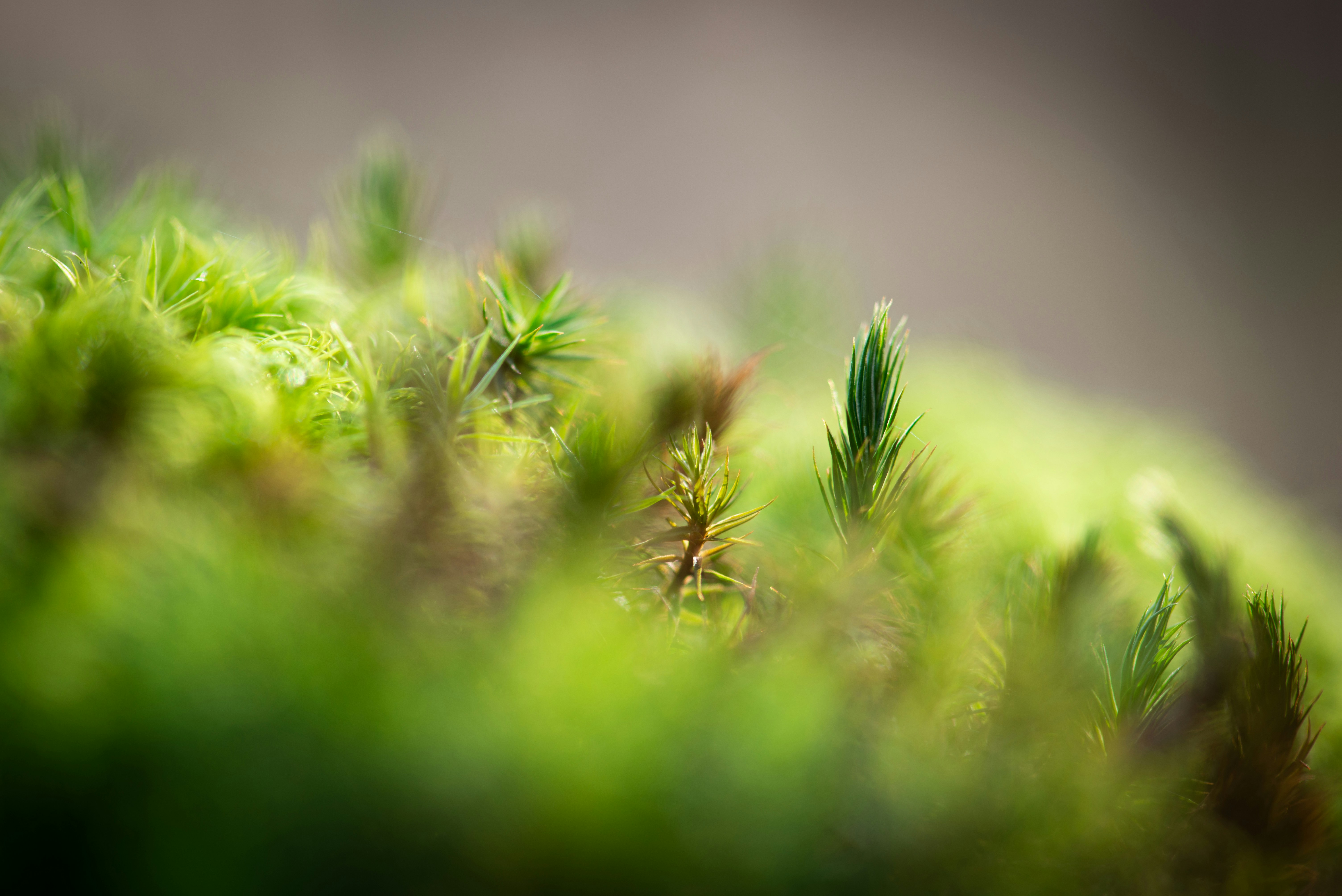 Close-up of vibrant moss and young conifer sprouts creating a lush green tapestry. The soft focus enhances the serene atmosphere.
