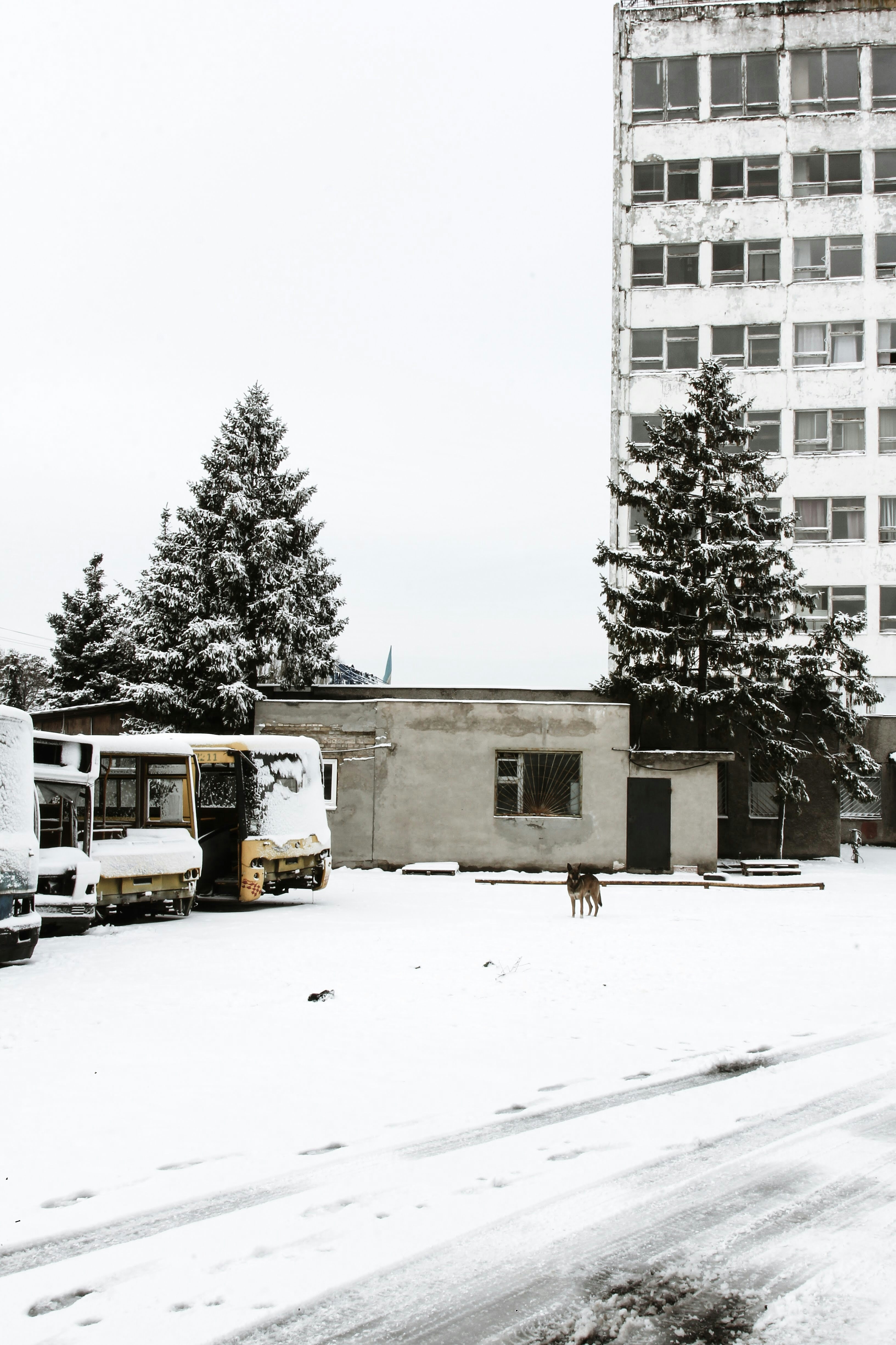 Lone Dog in a Snowbound Courtyard by a Monolithic Tower