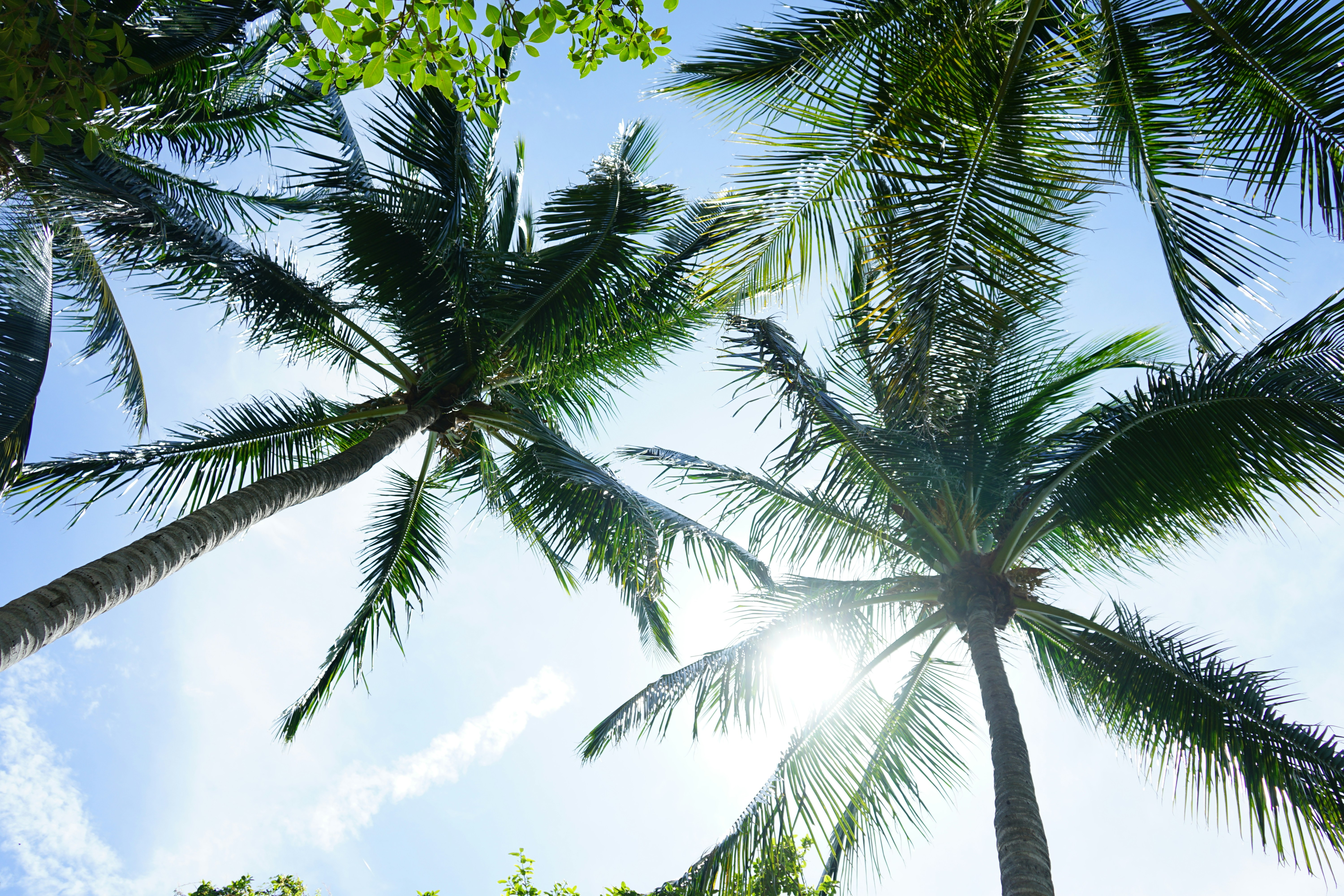 Coconut trees reaching skyward with sunlight filtering through their fronds.