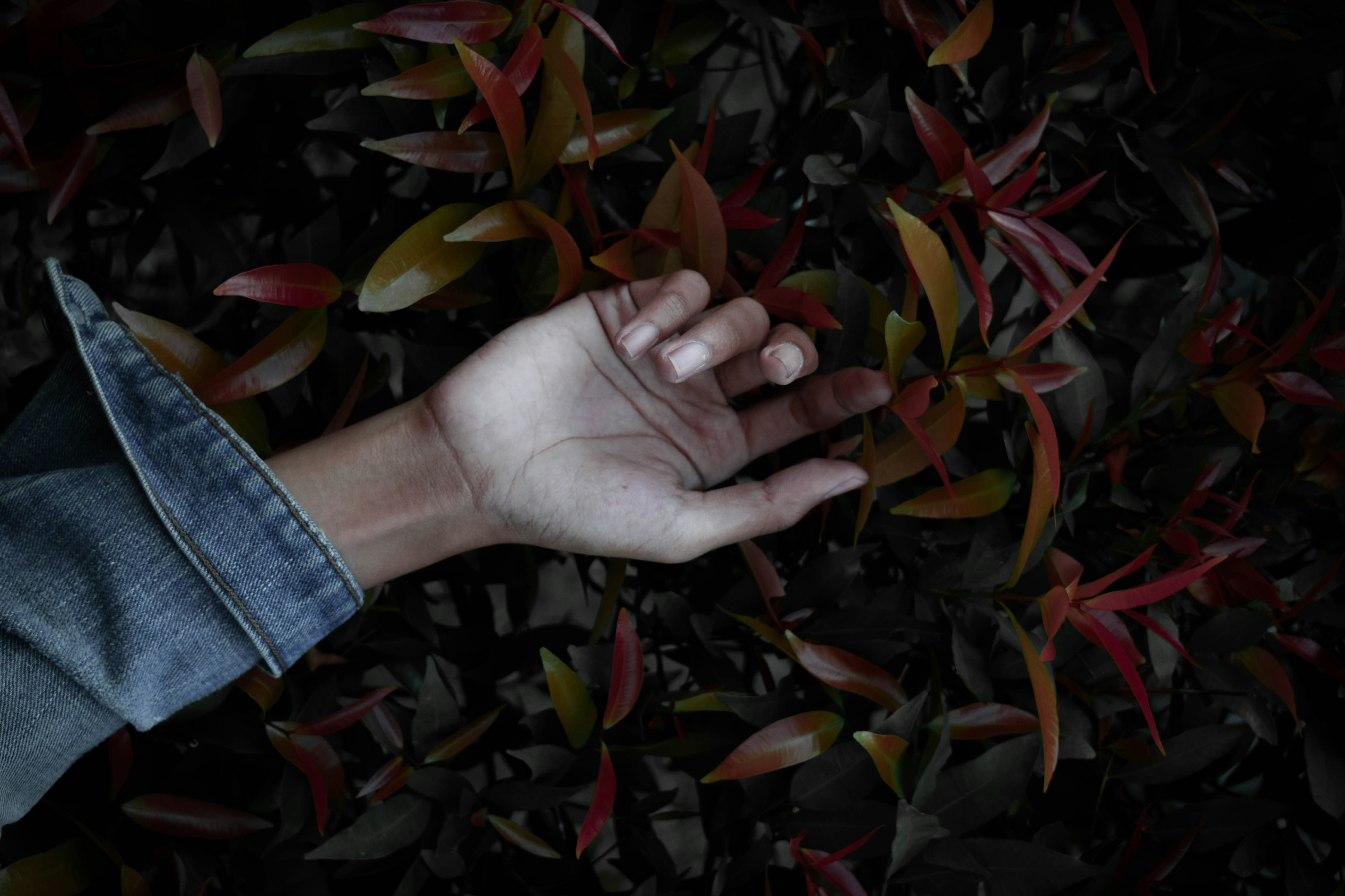 Hand in Velvet Foliage: A Quiet Frame of Autumn Shadows