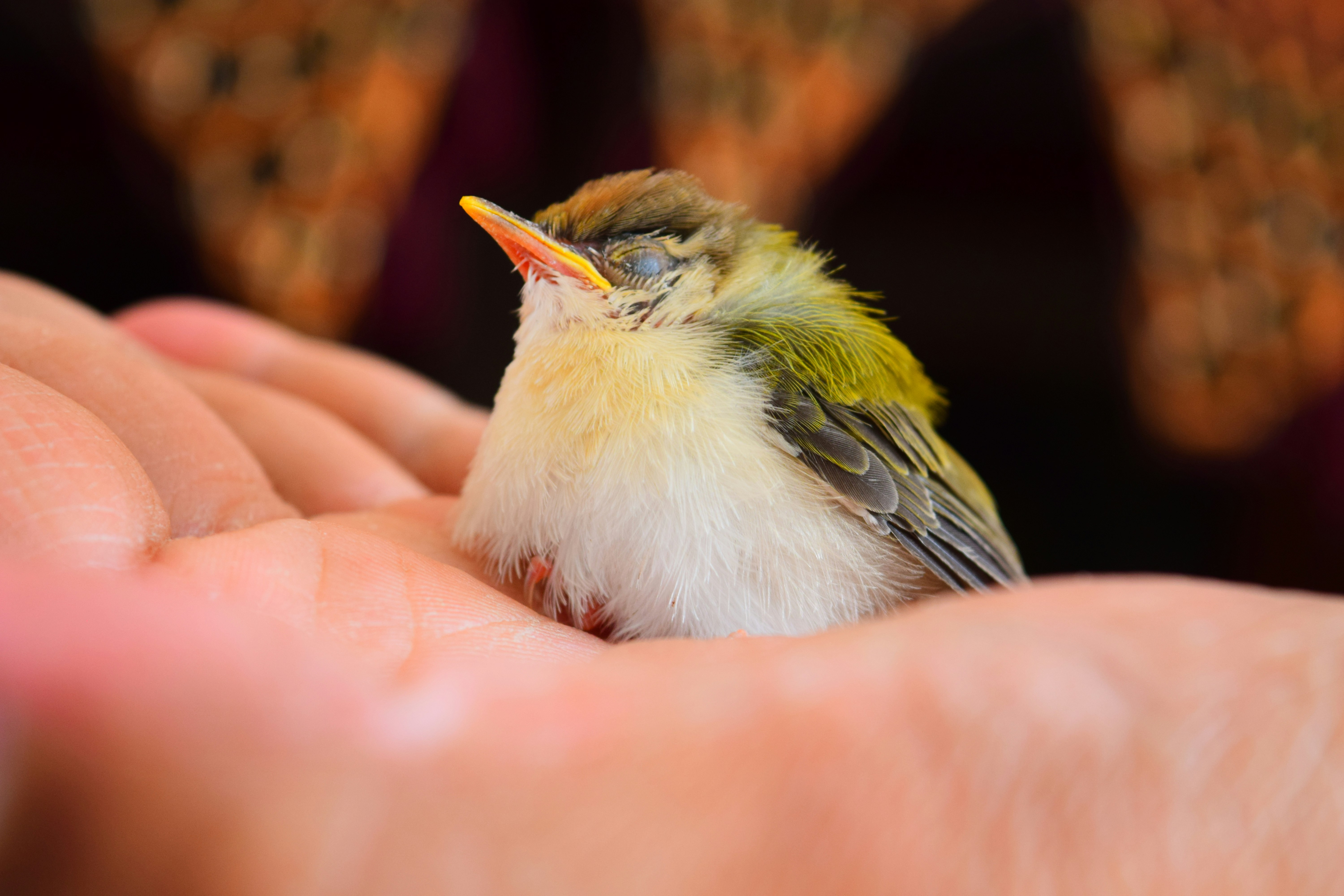 Tiny Warbler Resting in Gentle Hands
