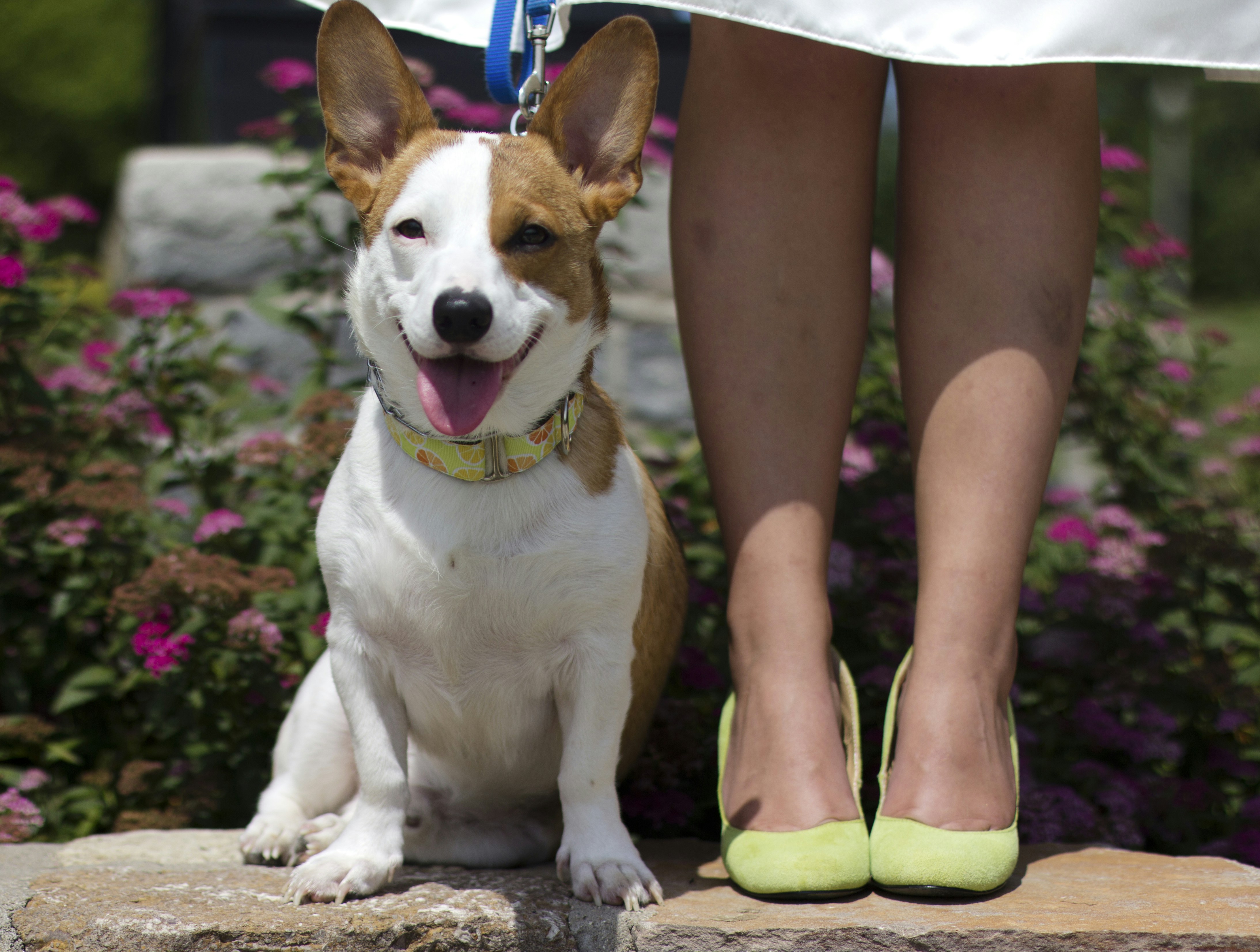 Grounded in Joy: A Beaming Corgi Under a Shaded Canopy