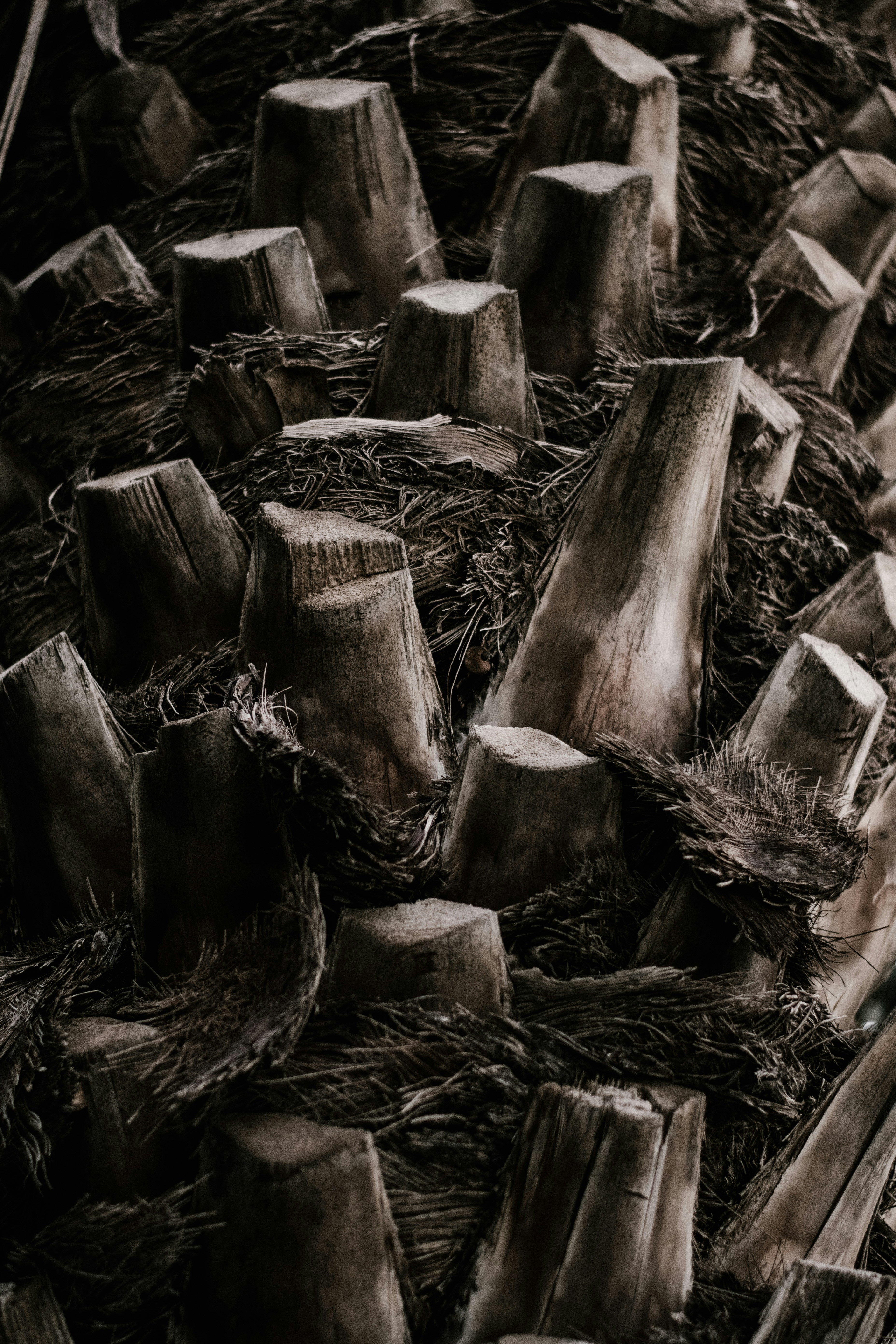 Monochrome Spine: A Geometric Field of Timber Stumps