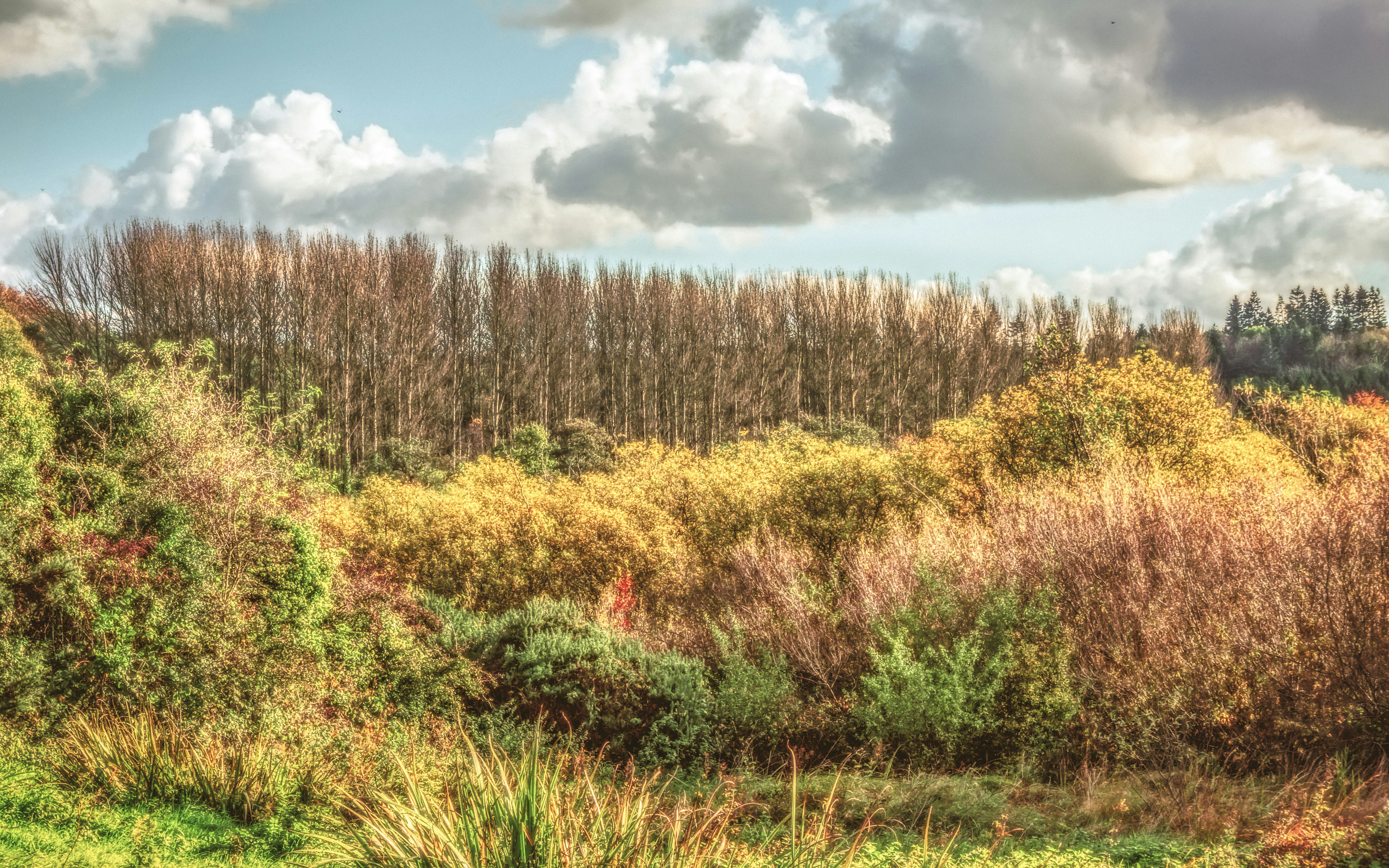 Grass field near treeline at daytime photo – Free Northern ireland ...