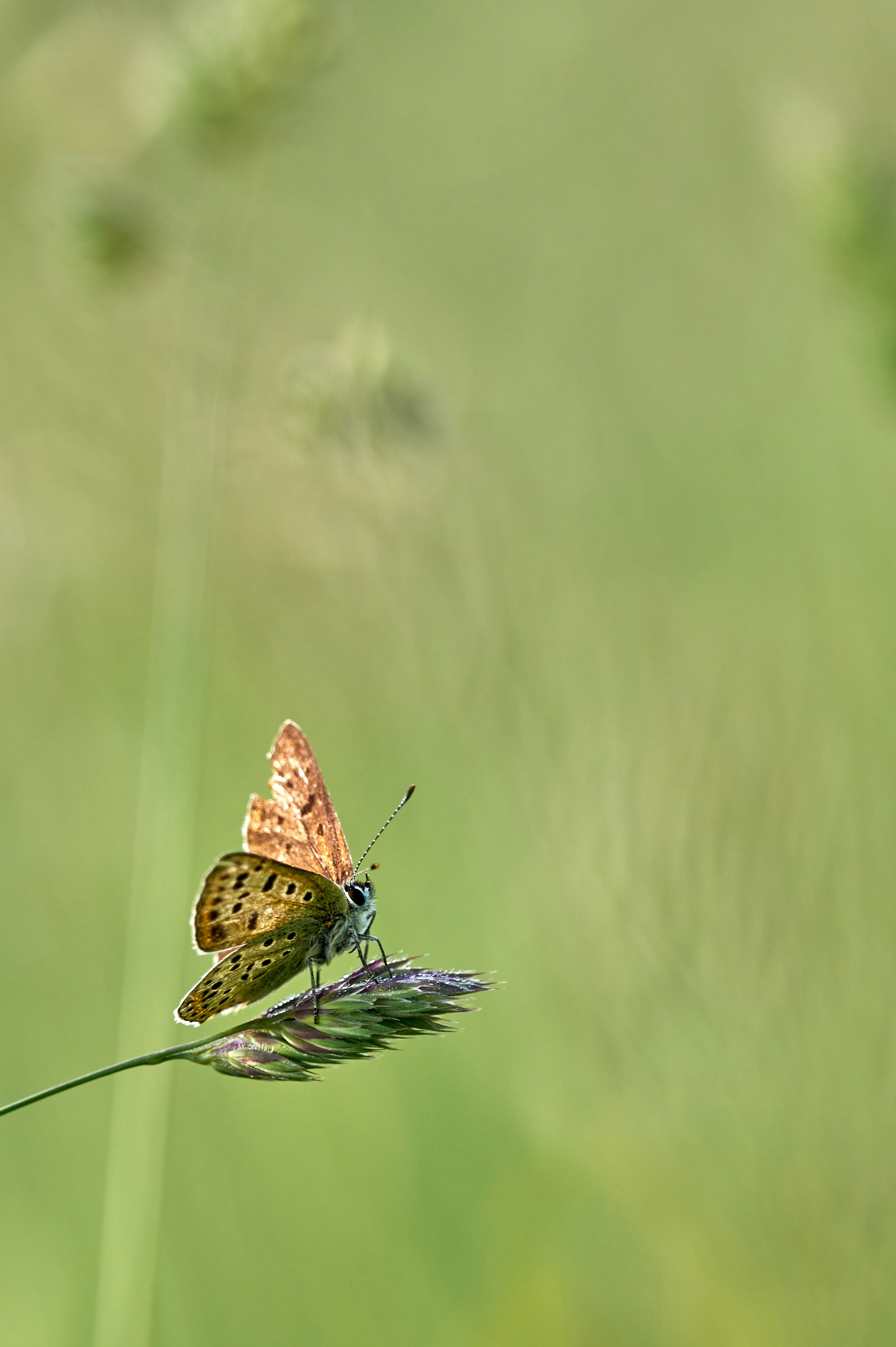 Amber-winged butterfly perched on a slender grass stem in a sunlit meadow. The soft green background isolates the subject, highlighting wing pattern and texture.