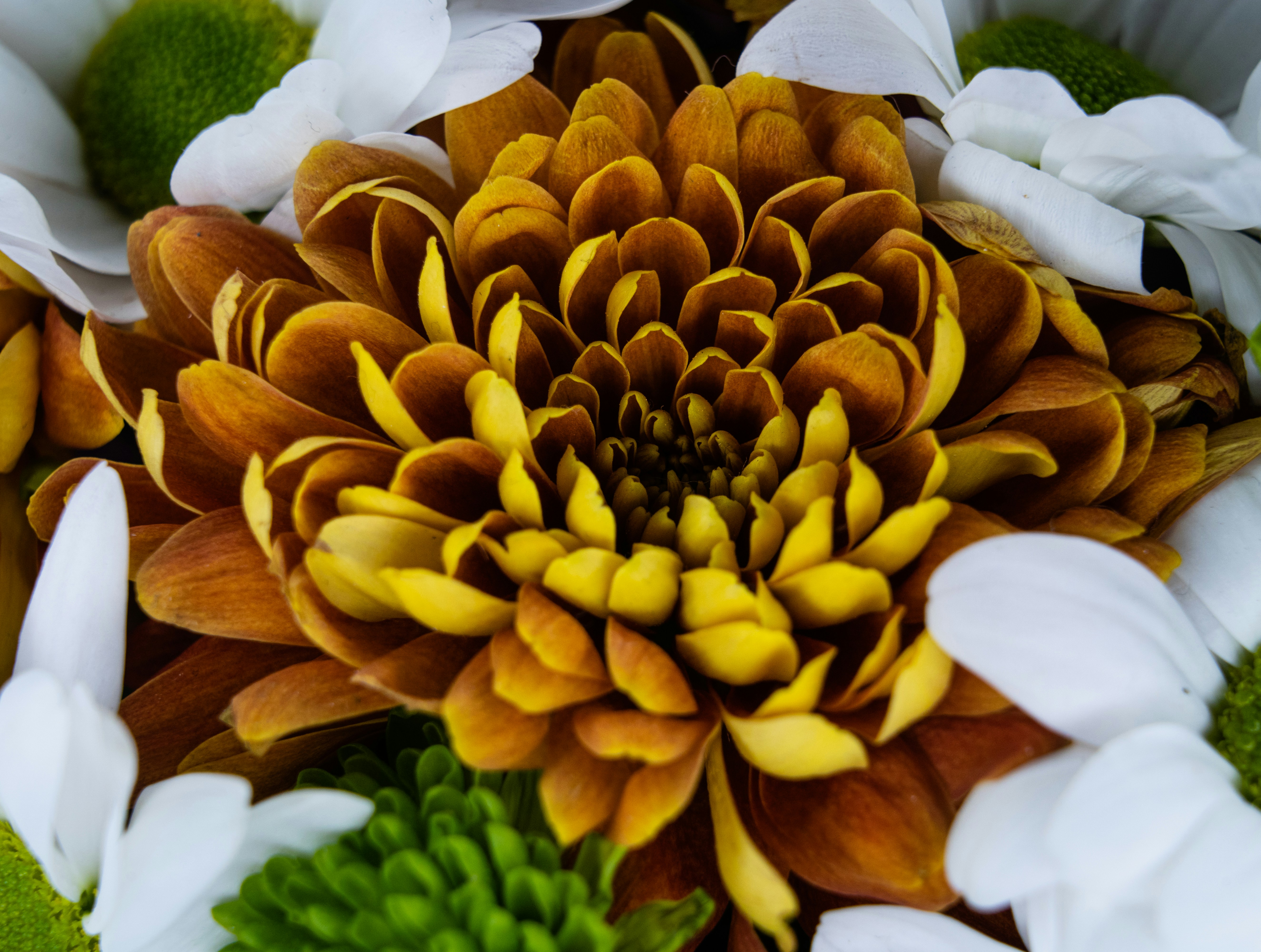 Central Chrysanthemum Bloom with Radiating Petals in Autumn Tones