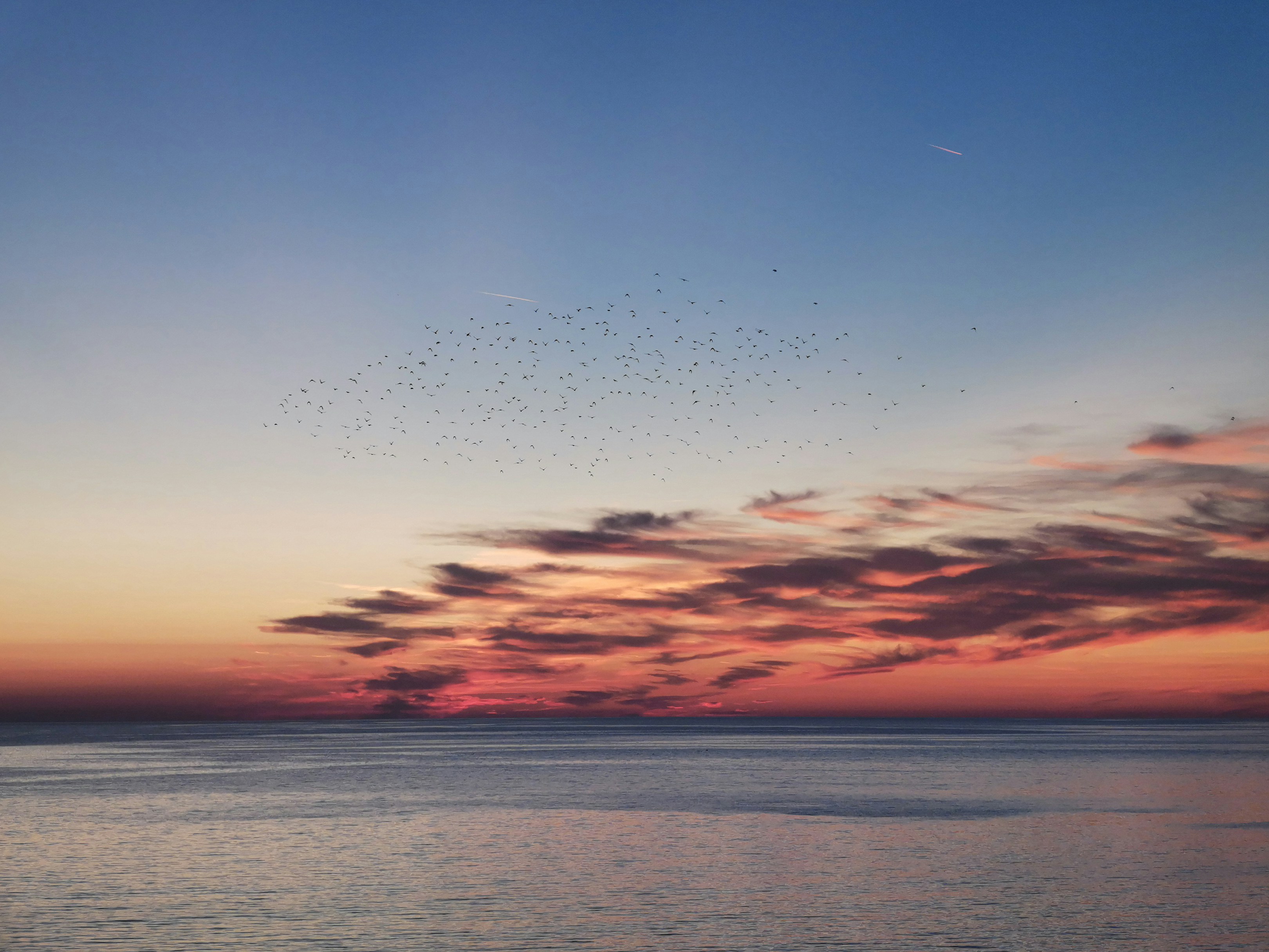 Flock of birds silhouetted against a vibrant sunset over calm waters, creating a serene atmosphere.