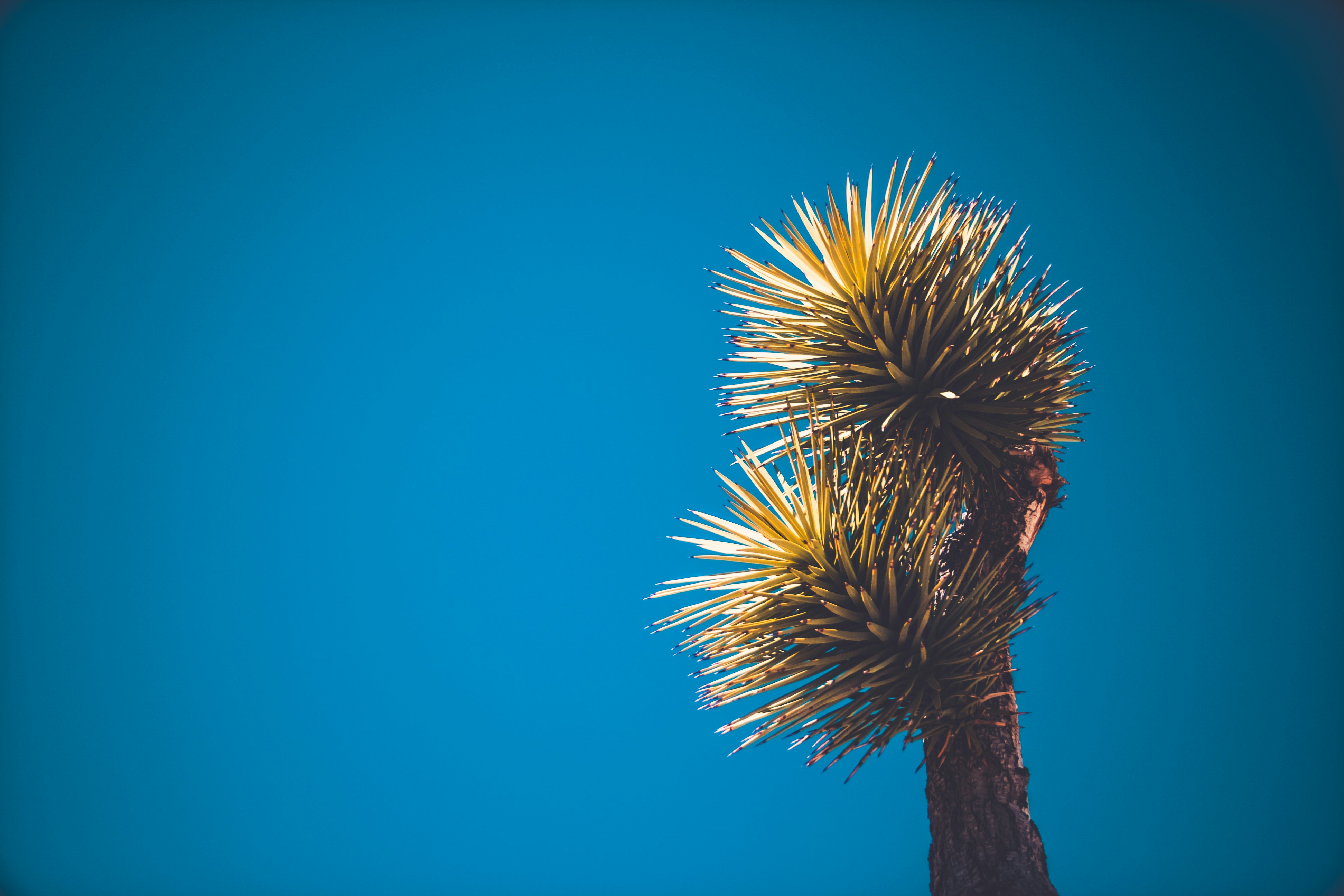 selective focus photography of tree with crown-shaped leaves