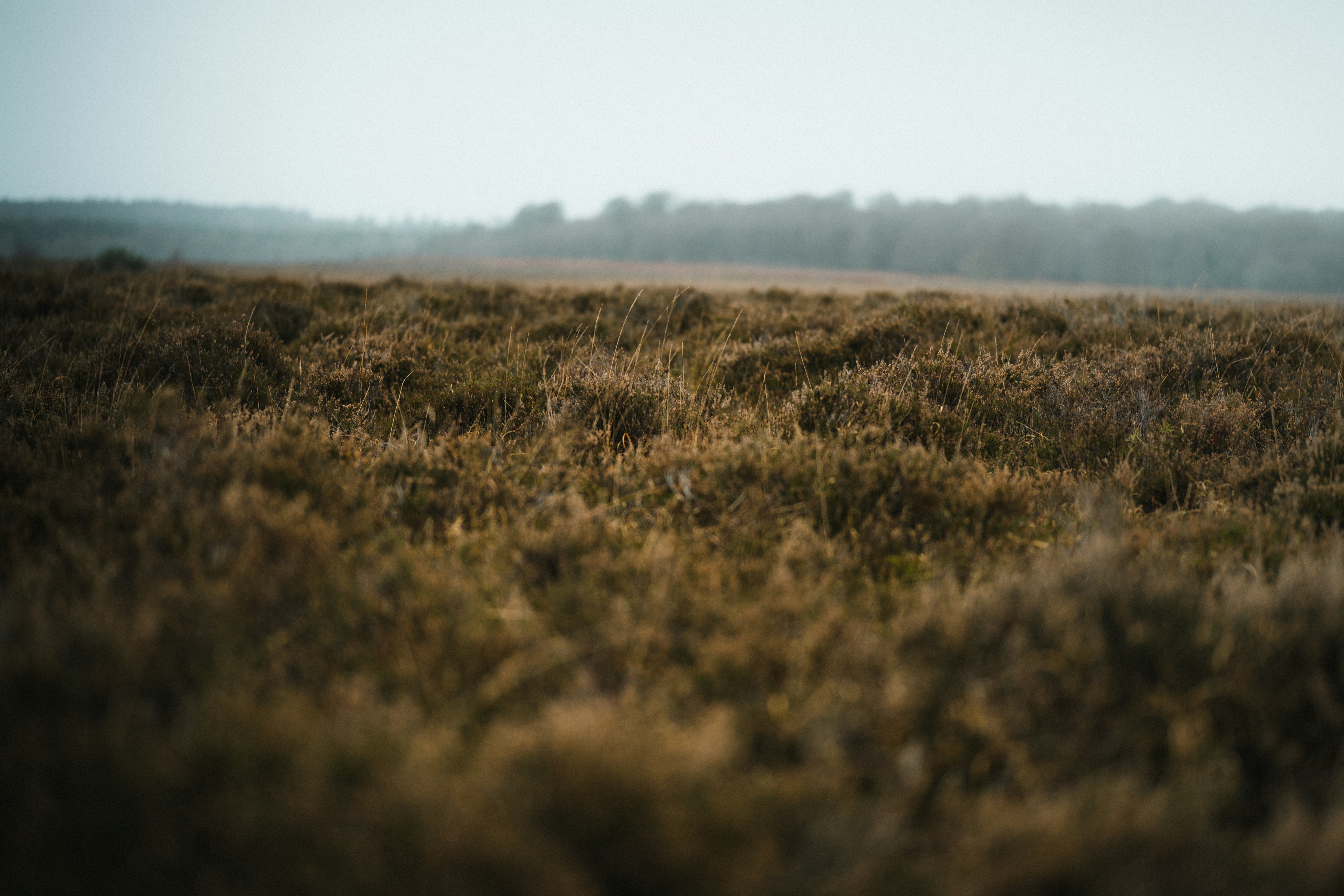 Grass Ground Pictures | Download Free Images on Unsplash