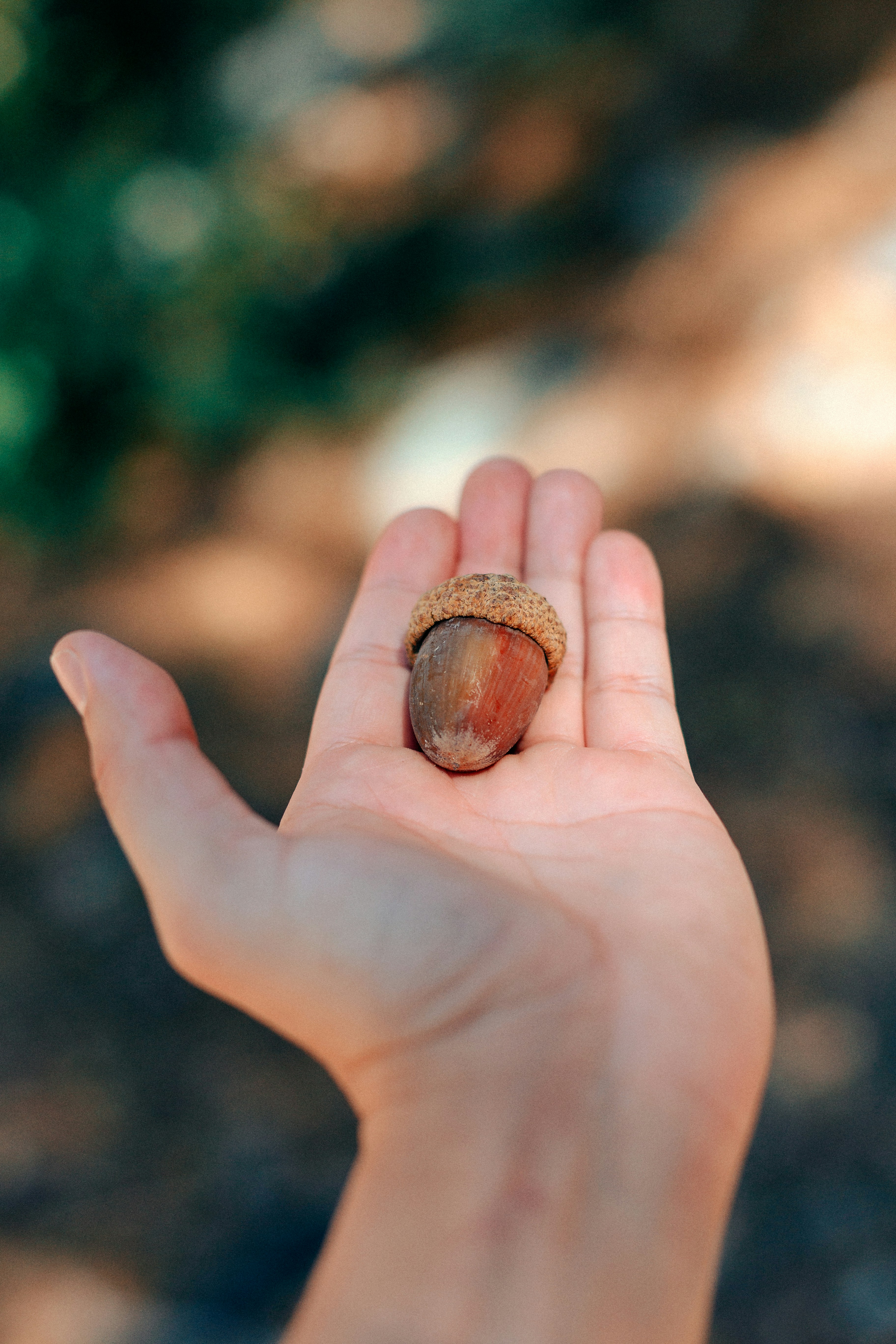 A hand gently cradles a single acorn, showcasing its rich colors and textured cap against a blurred natural background.